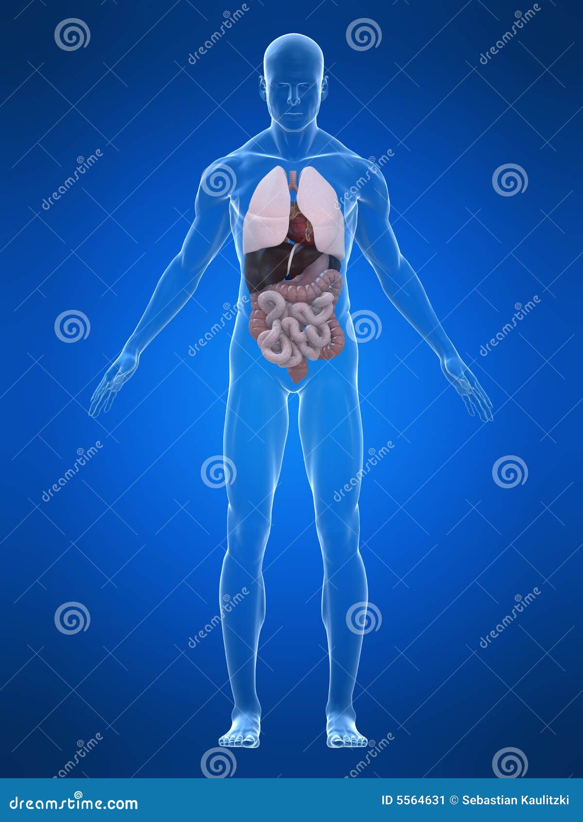 Menselijke anatomie stock illustratie. Illustration of borst - 5564631