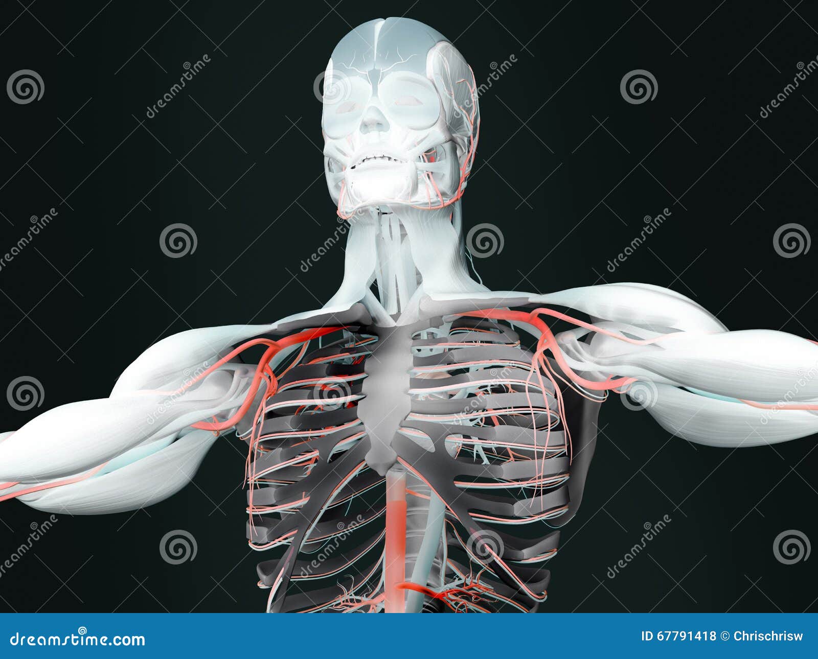 Menselijke anatomie stock illustratie. Illustration of onderwijs - 67791418