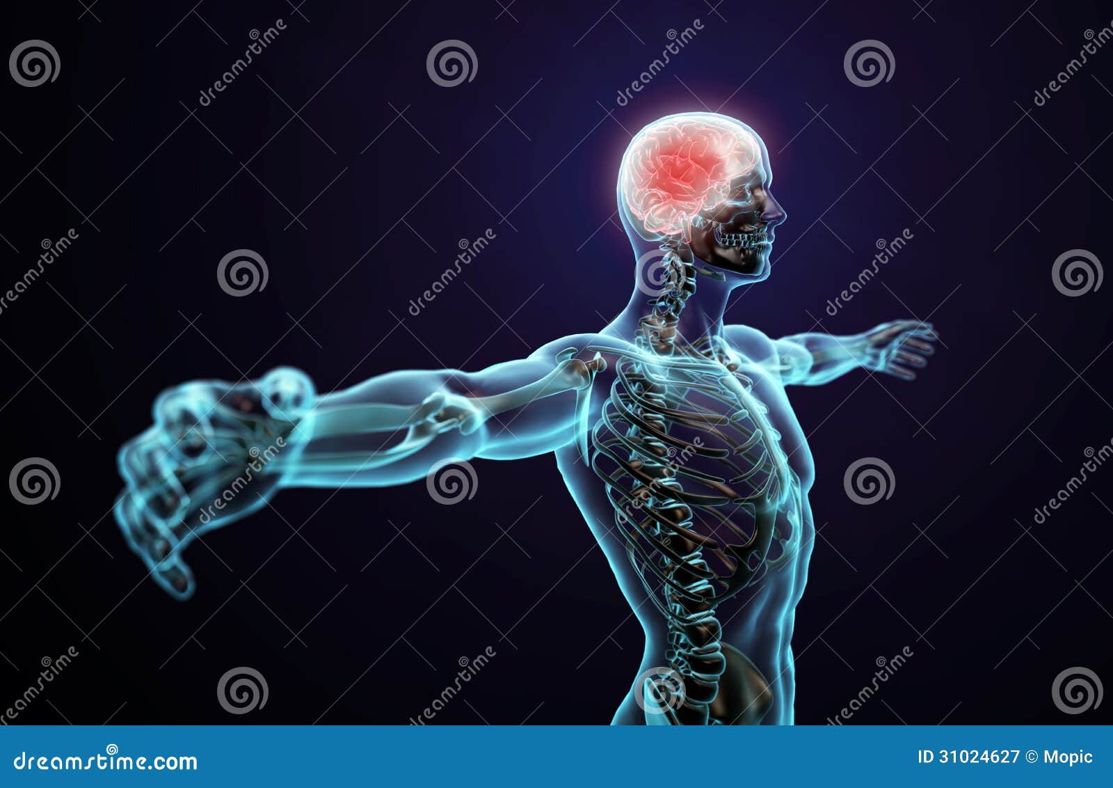 Menselijke Anatomie - Centraal Zenuwstelsel Stock Illustratie ...