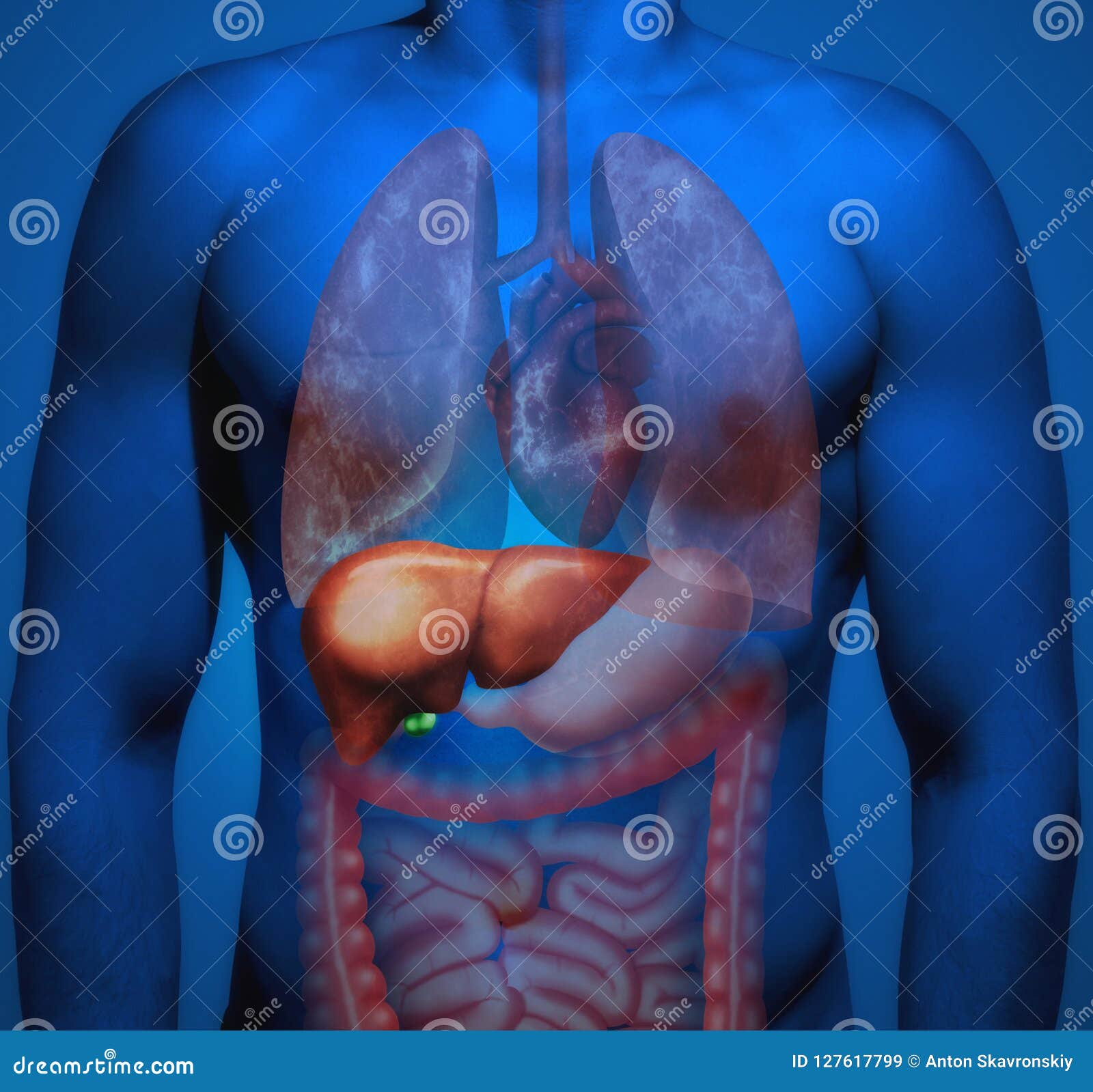Menselijke Anatomie Organen Lever Menselijk Anatomie Concept.