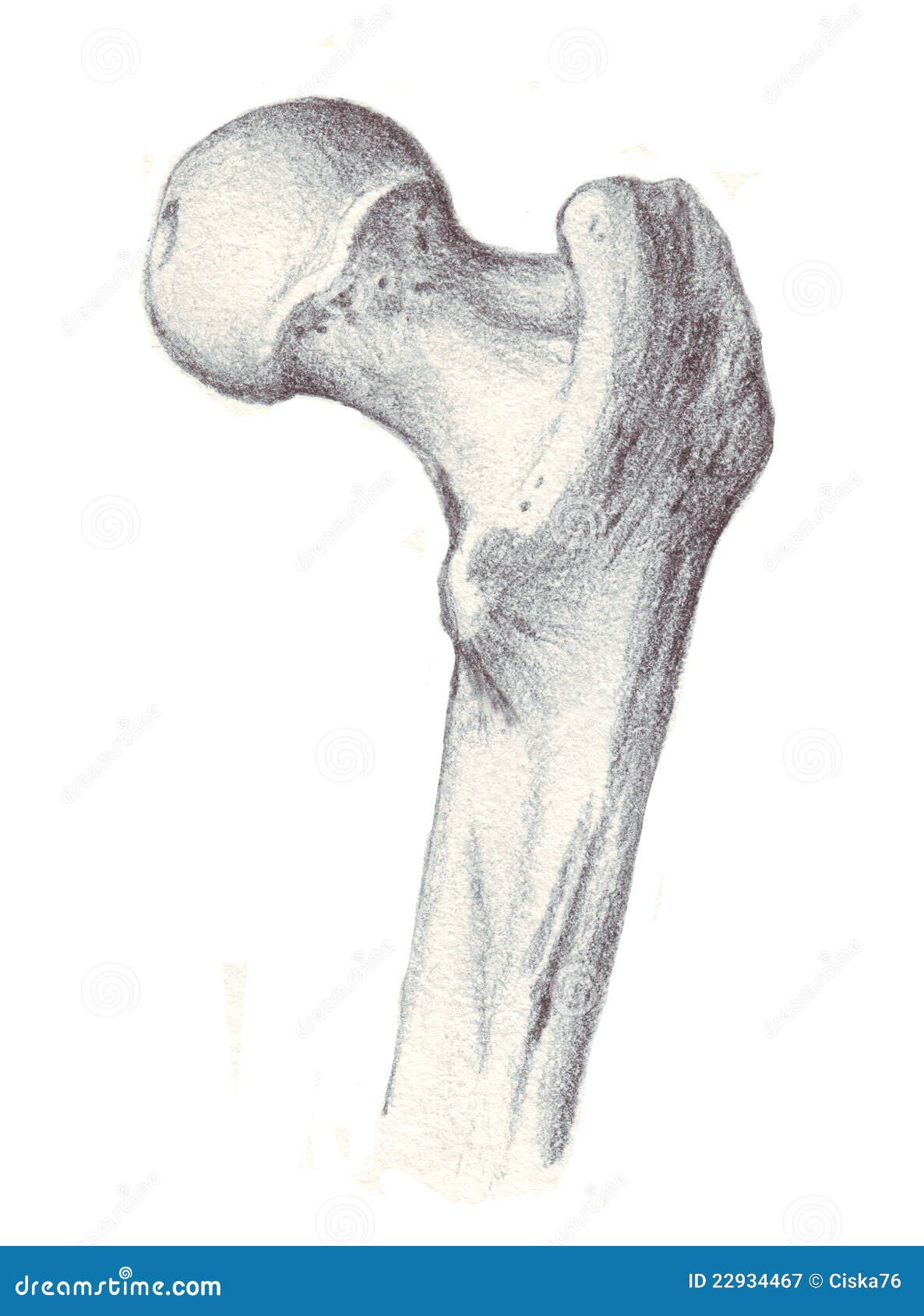 Menselijke Anatomie - Dijbeen, Superieur Deel Stock Illustratie ...