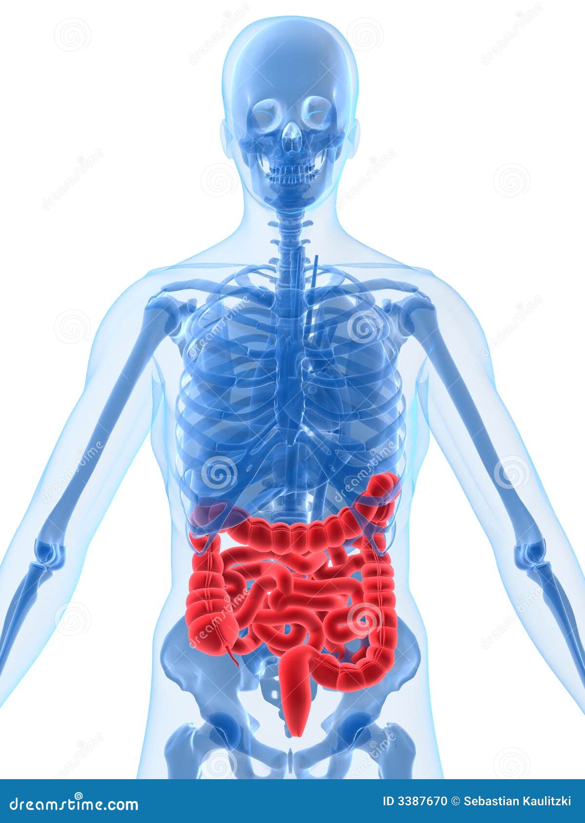 Menselijke Anatomie Met Darmen Stock Illustratie - Illustration of klem ...