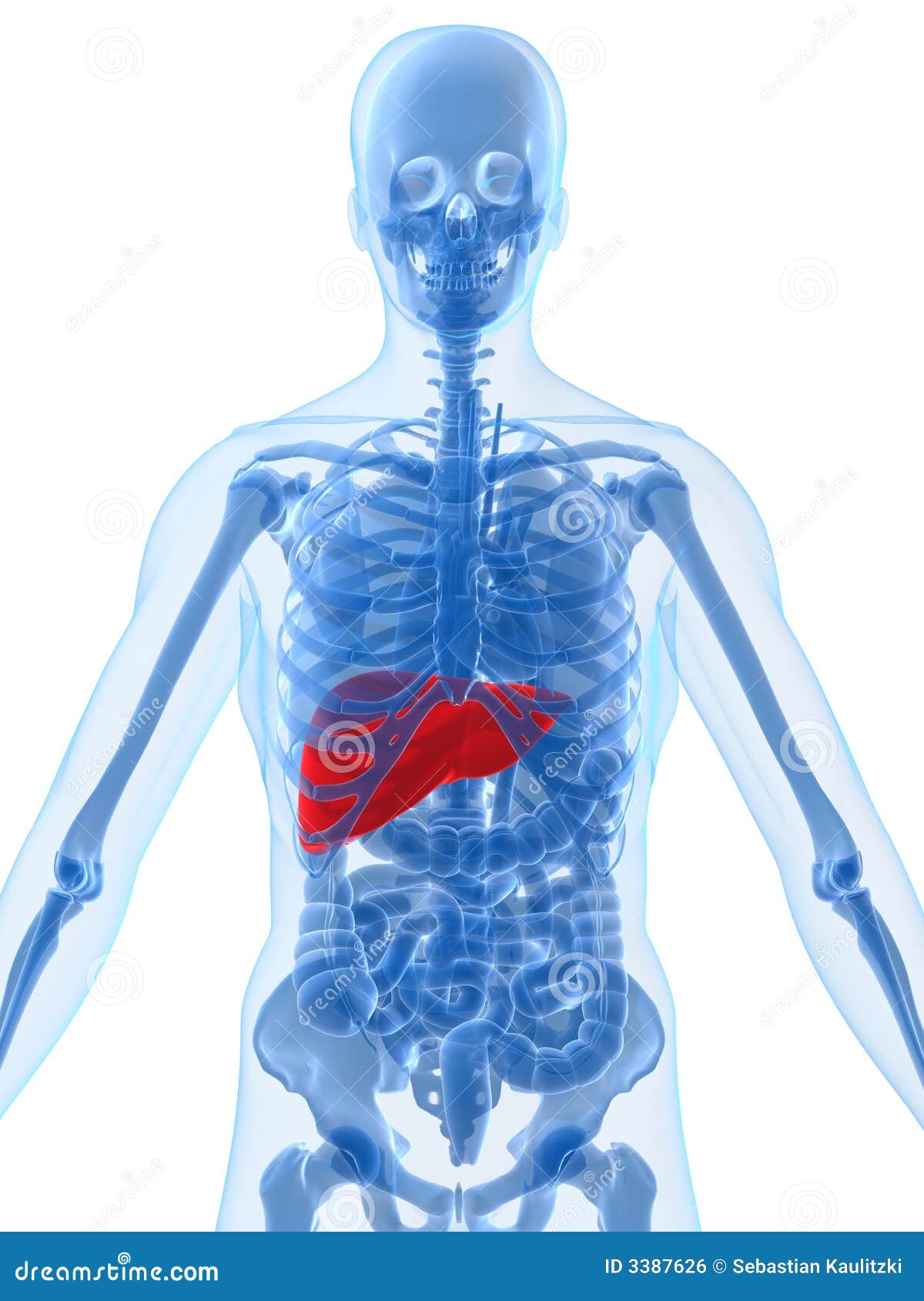 Menselijke Anatomie Met Lever Stock Illustratie - Illustration of darm ...