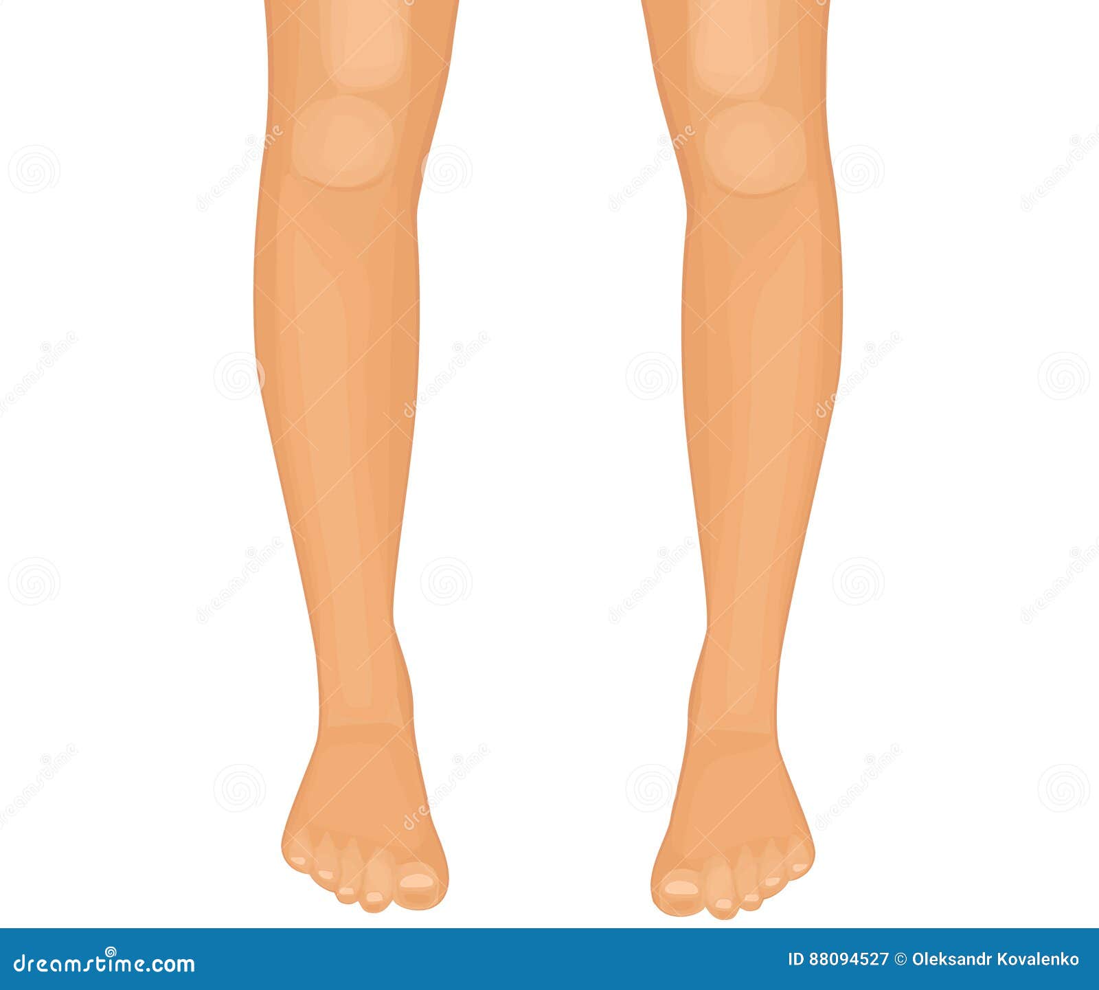 Menselijke Benen Vectorillustratie Vector Illustratie - Illustration of ...