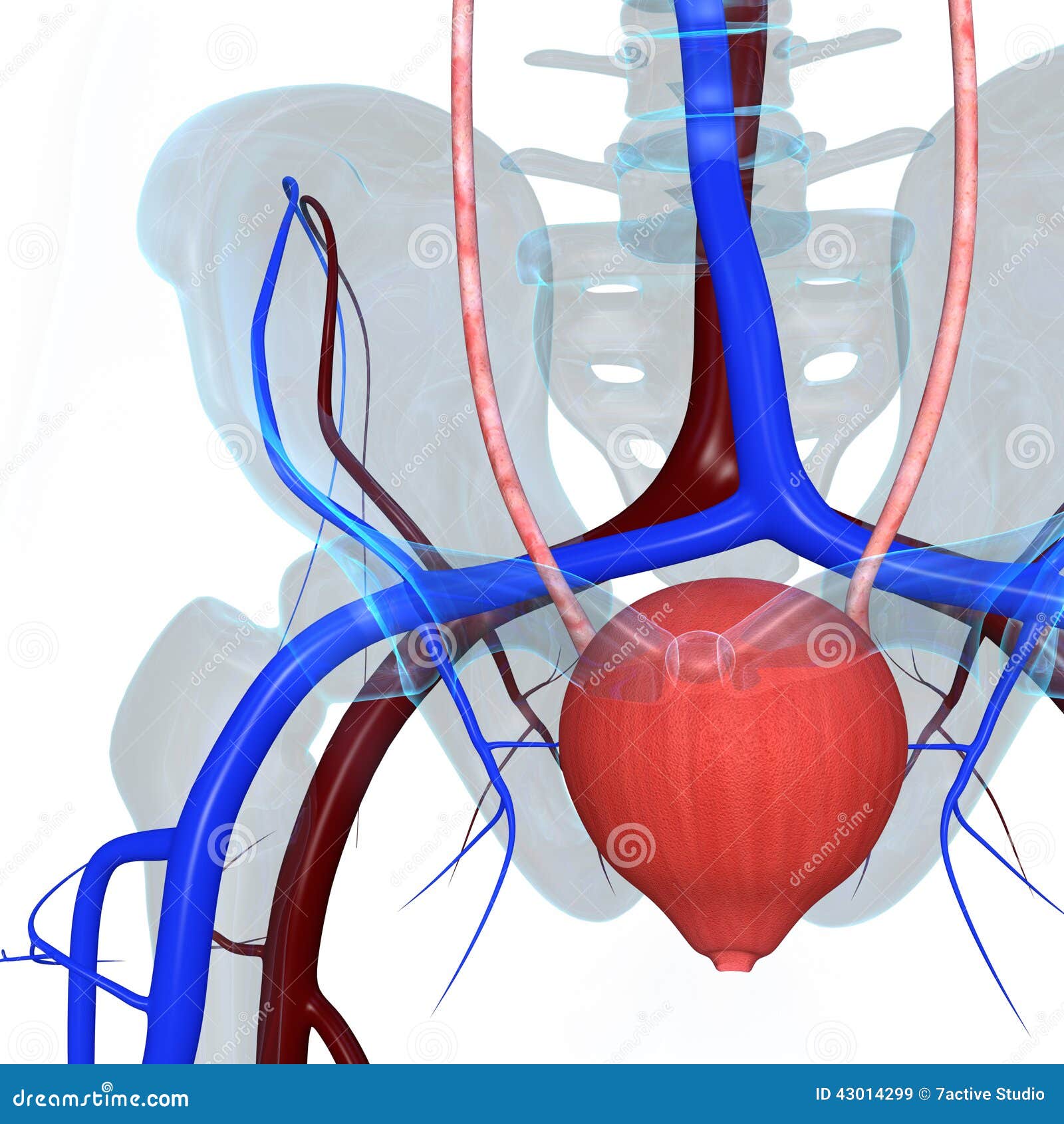 Menselijke blaas stock illustratie. Illustration of urine - 43014299