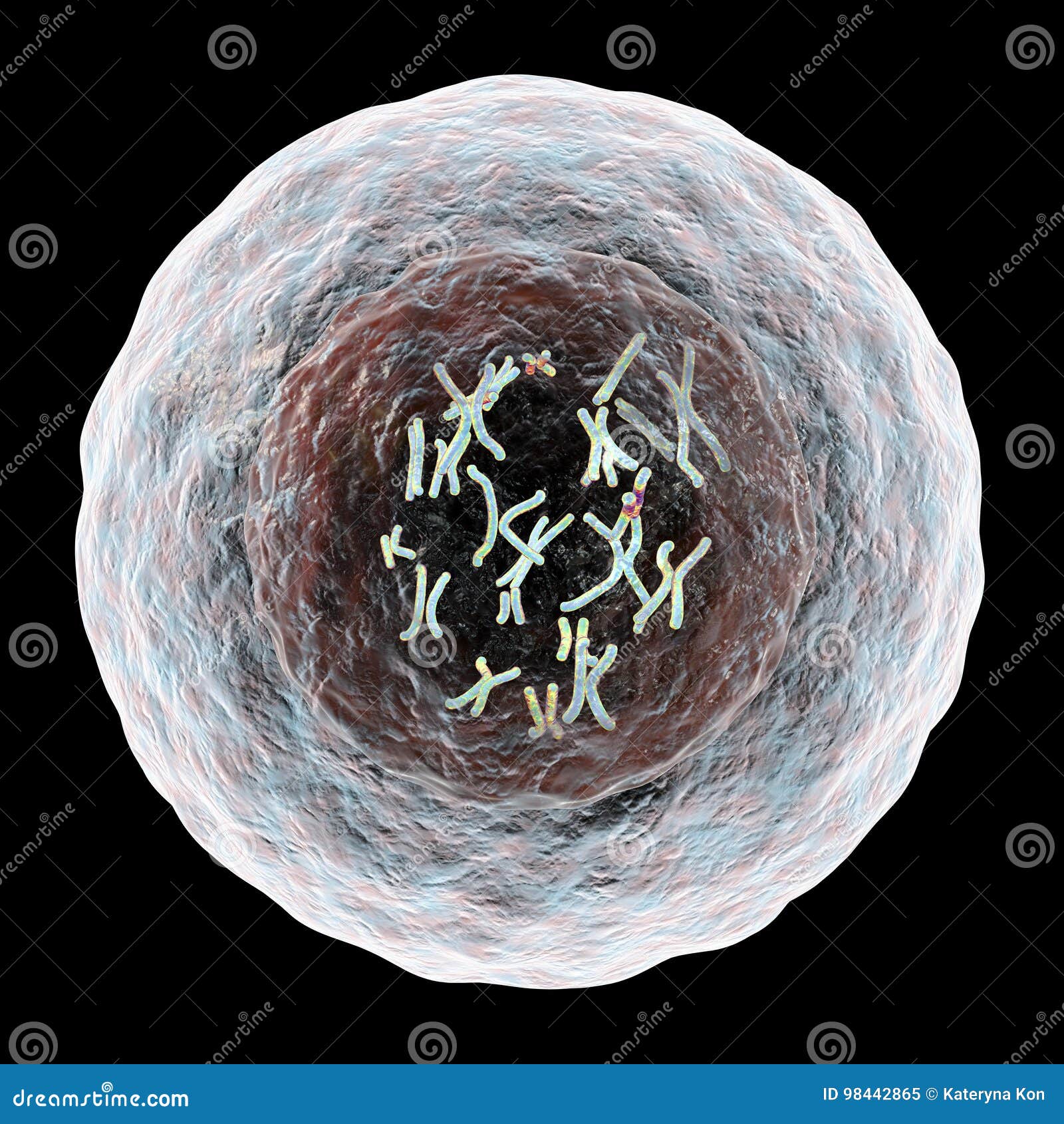 Menselijke Cel Met Chromosomen Stock Illustratie - Illustration of ...