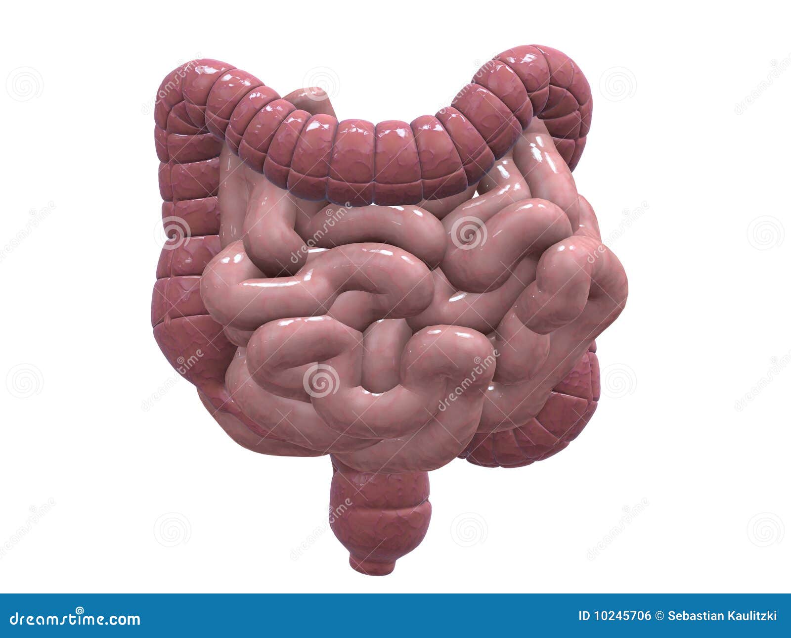 Menselijke darmen stock illustratie. Illustration of blauw - 10245706