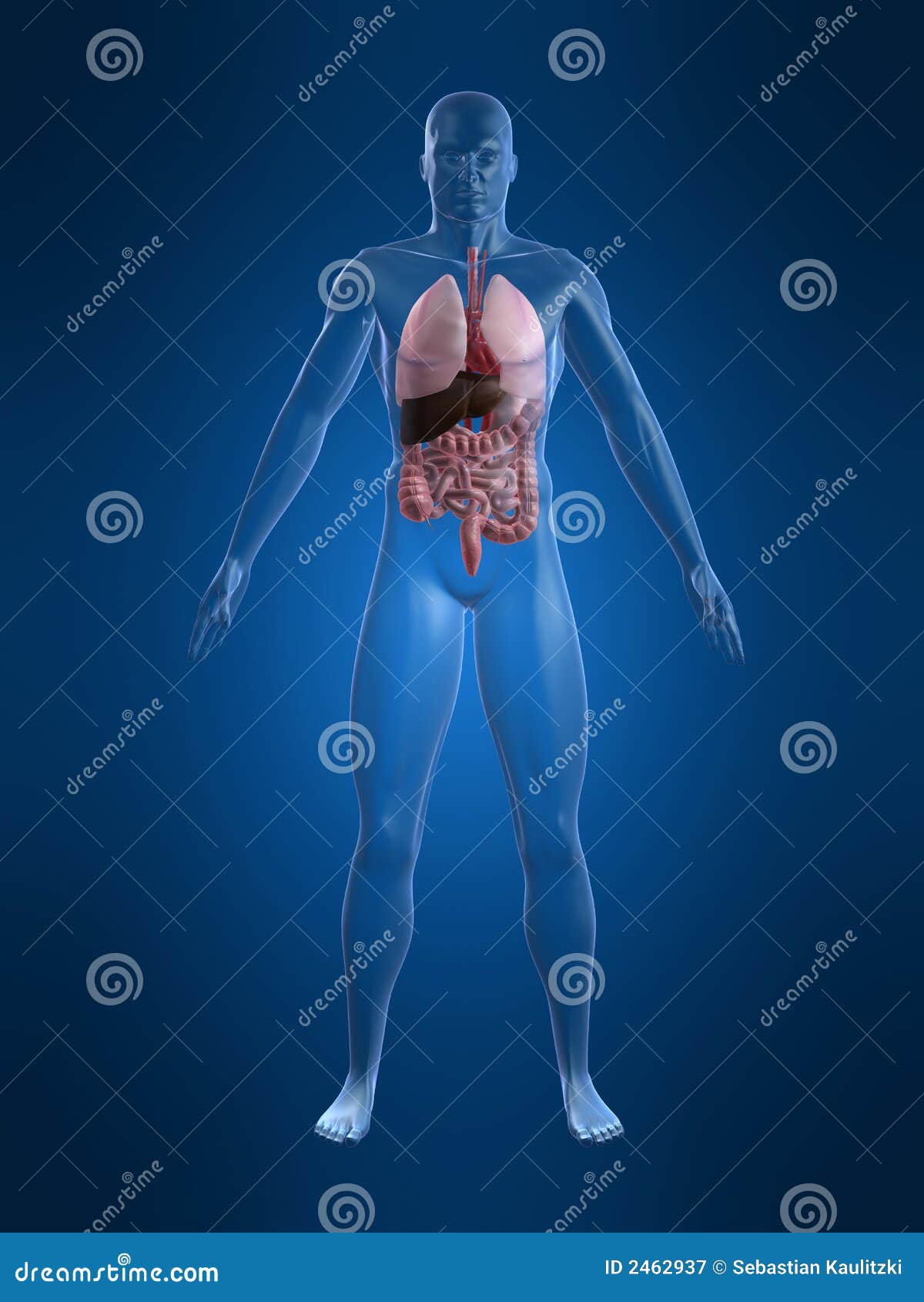 Menselijke darmen stock illustratie. Illustration of biologie - 2462937