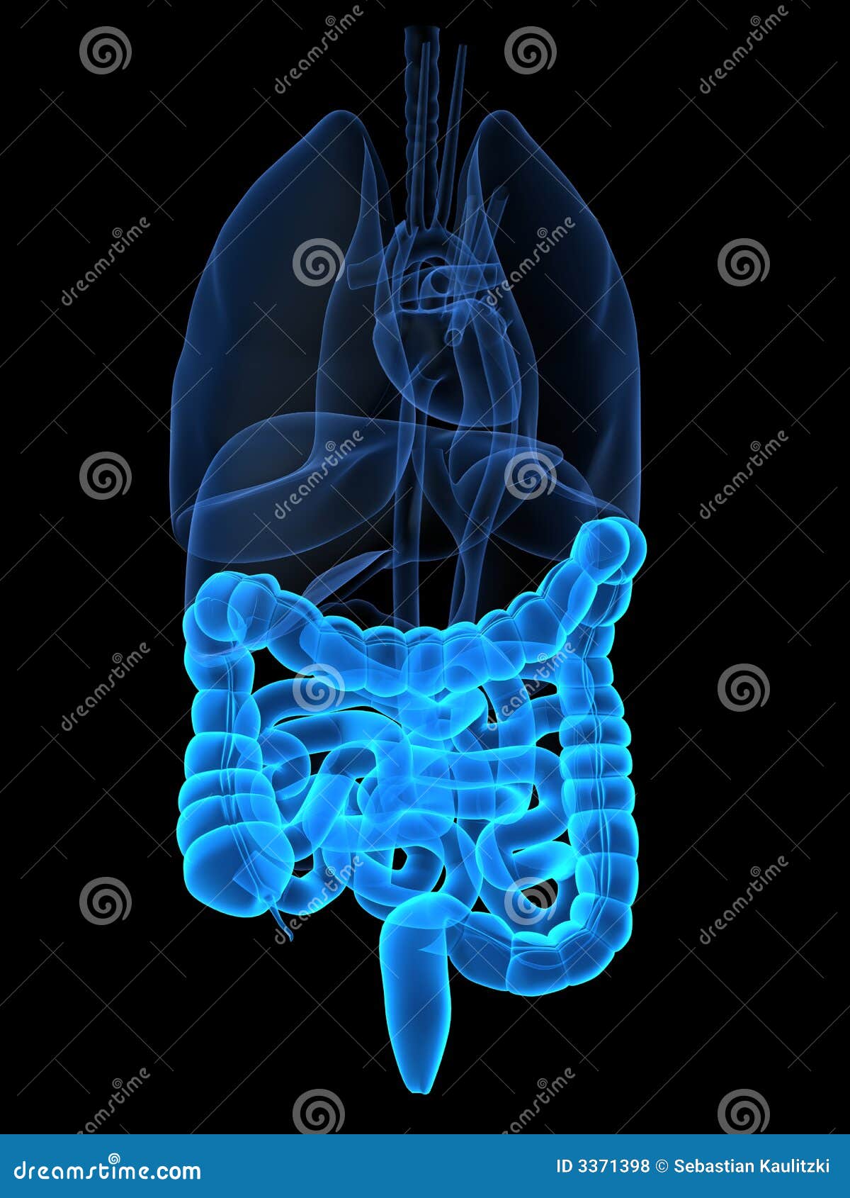 Menselijke darmen stock illustratie. Illustration of beenderen - 3371398