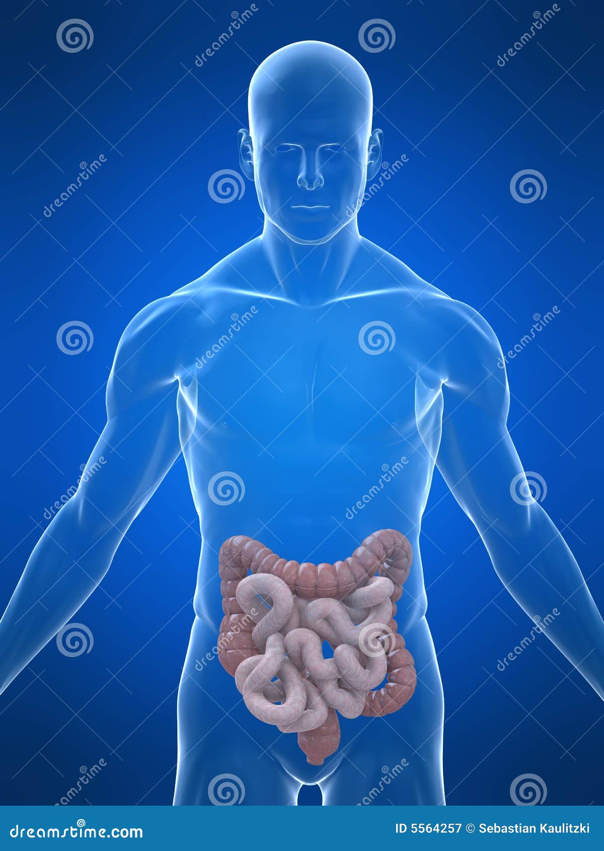 Menselijke darmen stock illustratie. Illustration of essentieel - 5564257