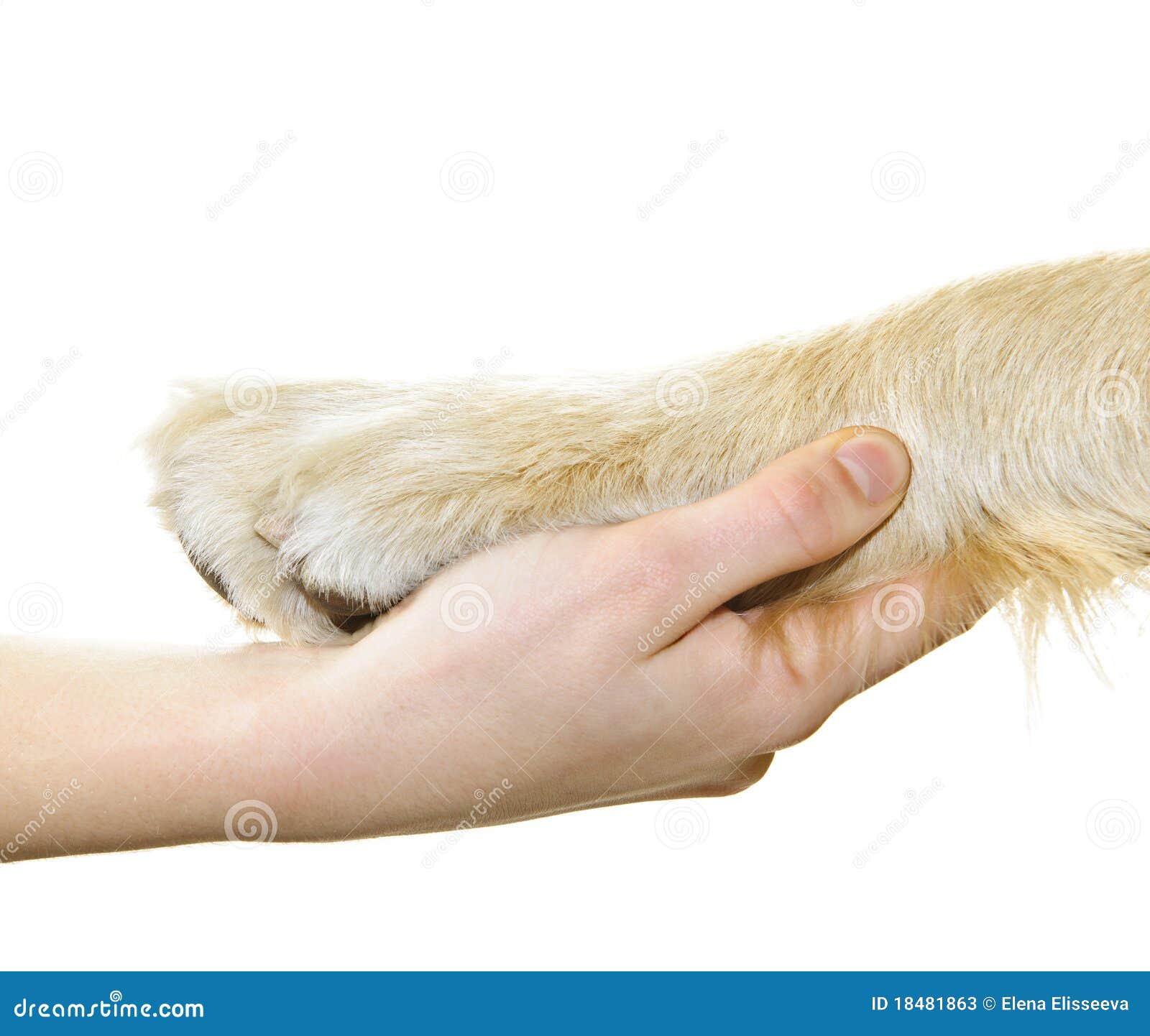 Menselijke De Hondpoot Van De Handholding Stock Afbeelding - Image of ...