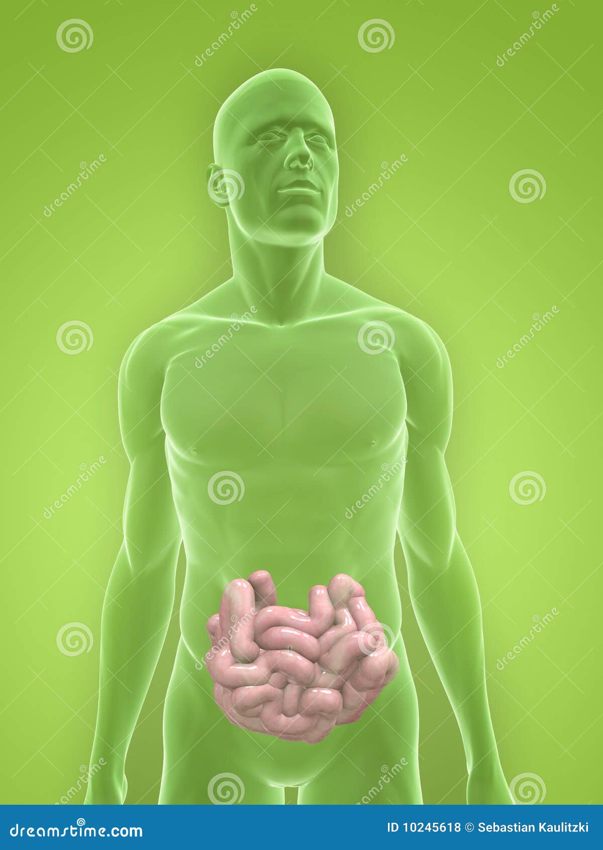 Menselijke dunne darmen stock illustratie. Illustration of organisch ...