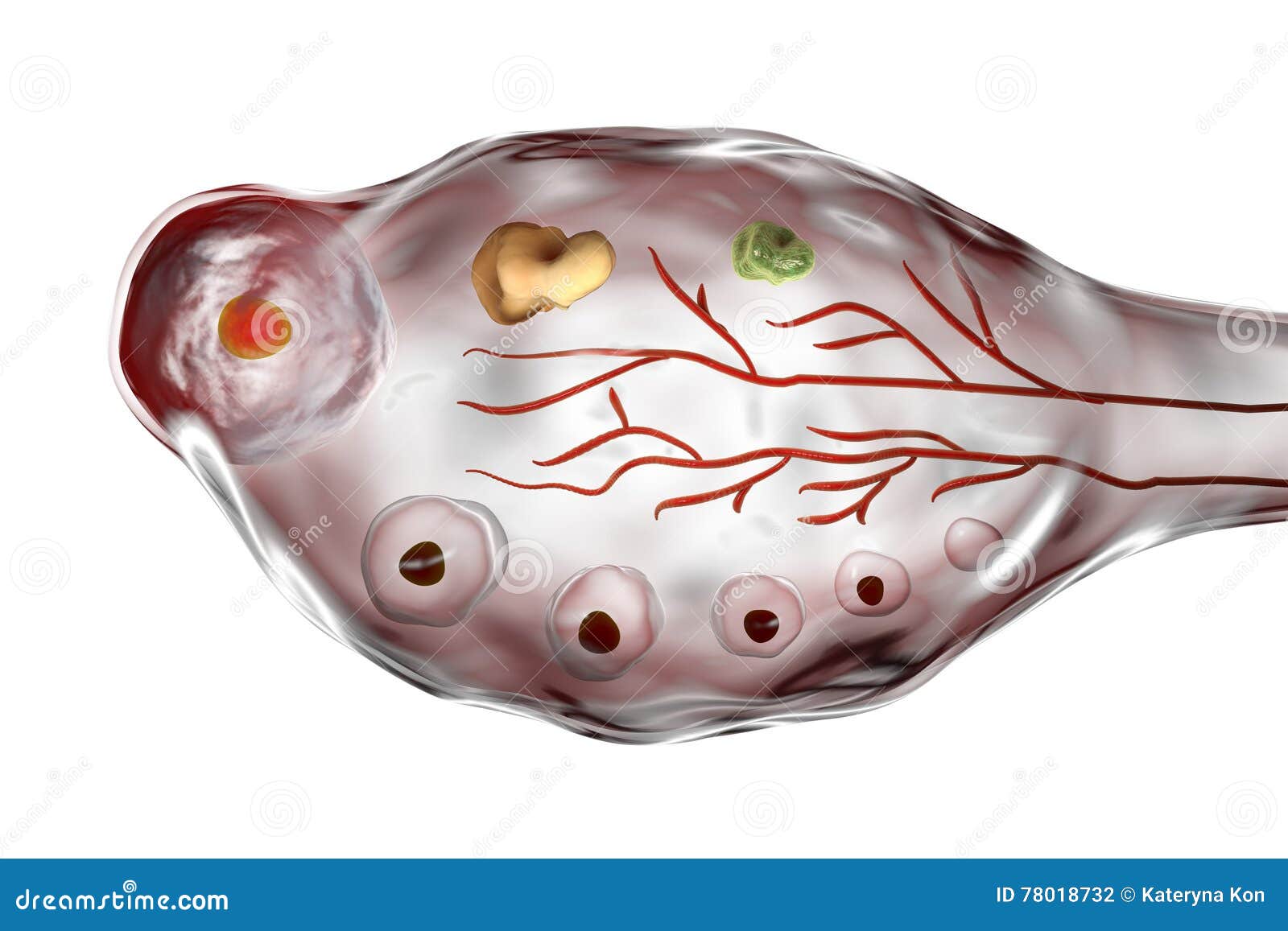 Menselijke Eierstok Met Follicules Stock Illustratie - Illustration of ...