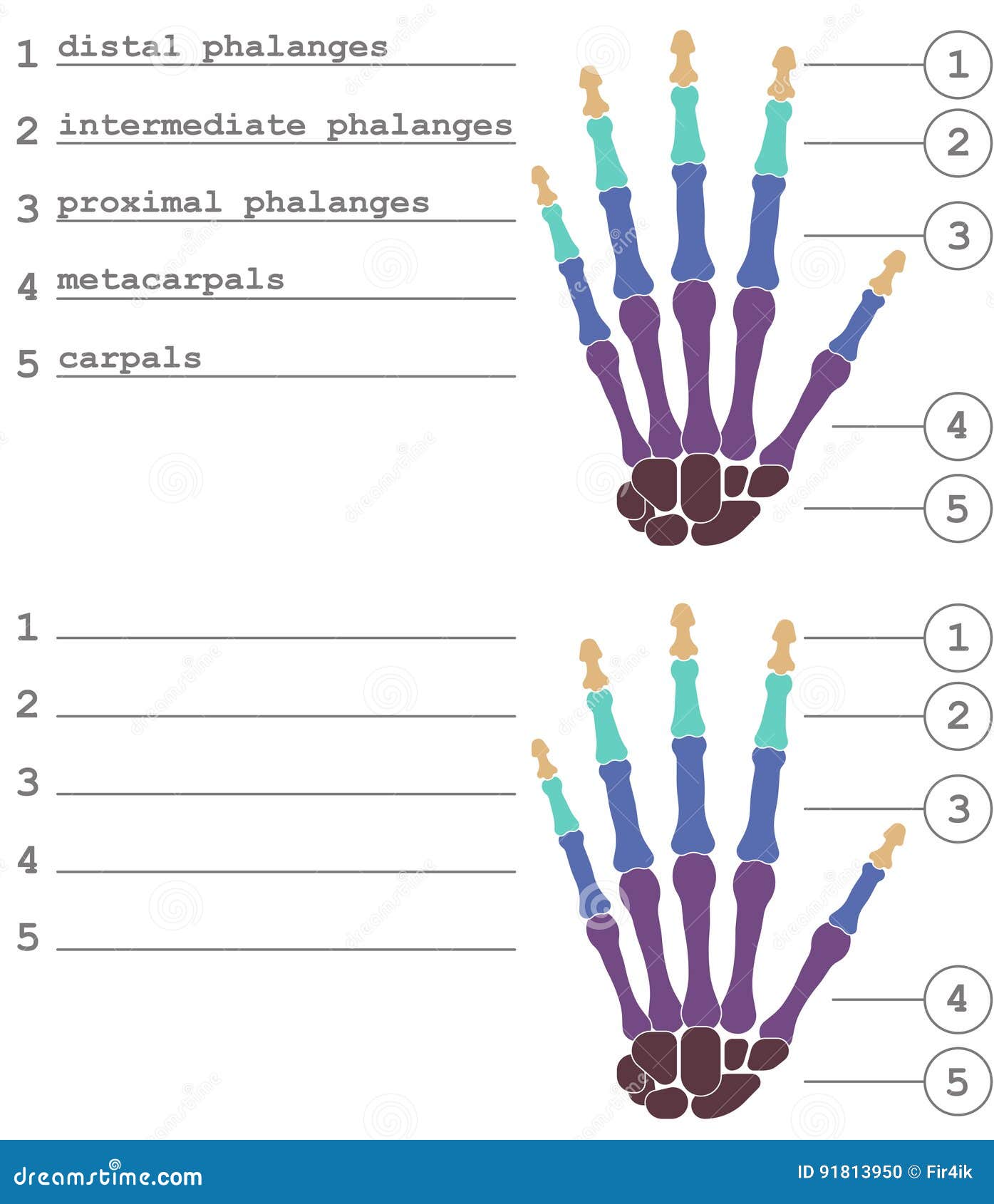 Menselijke Handbeenderen Op De Witte Achtergrond Vector Illustratie ...