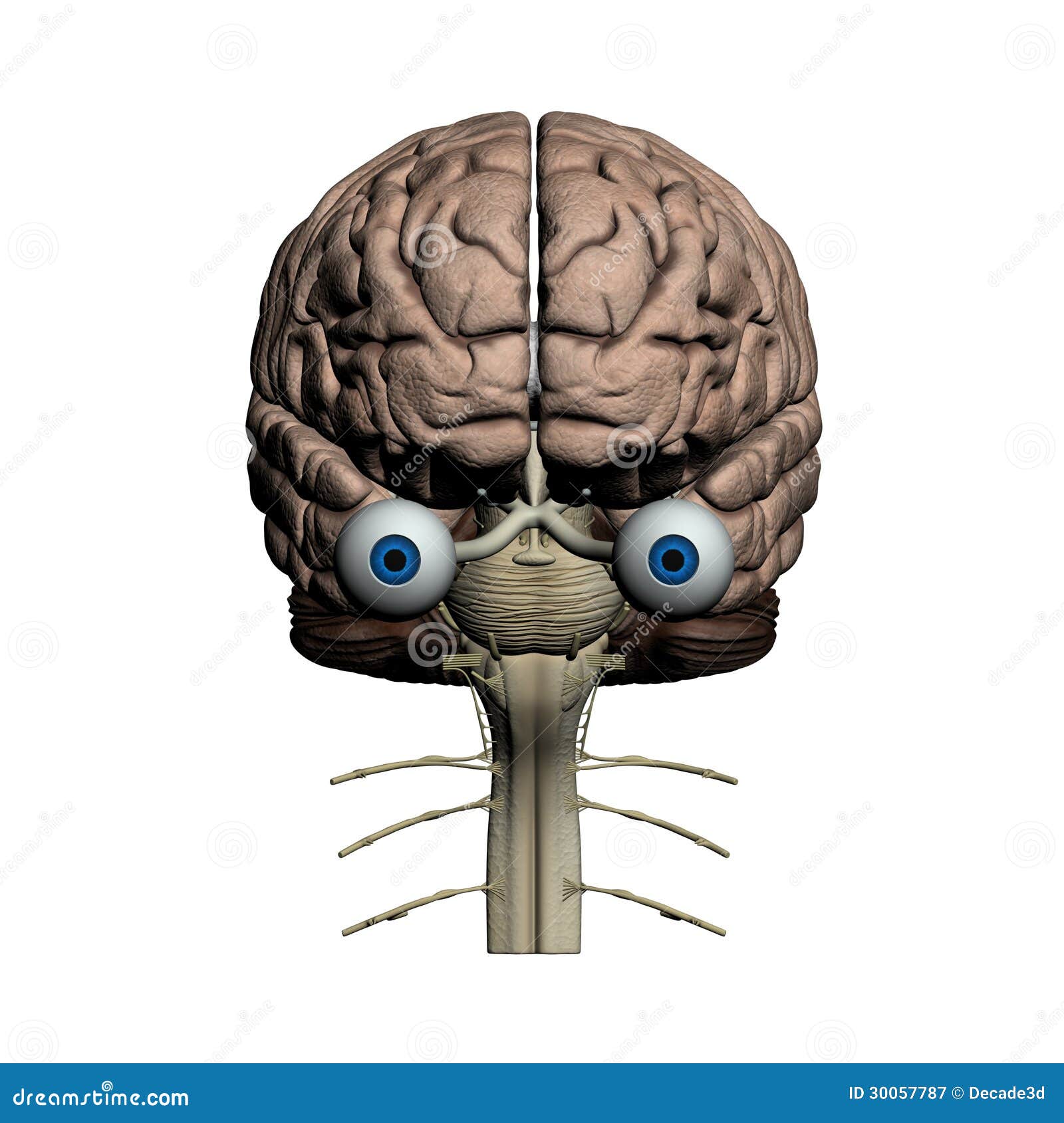 Menselijke Hersenen Frontale Mening Stock Illustratie - Illustration of ...