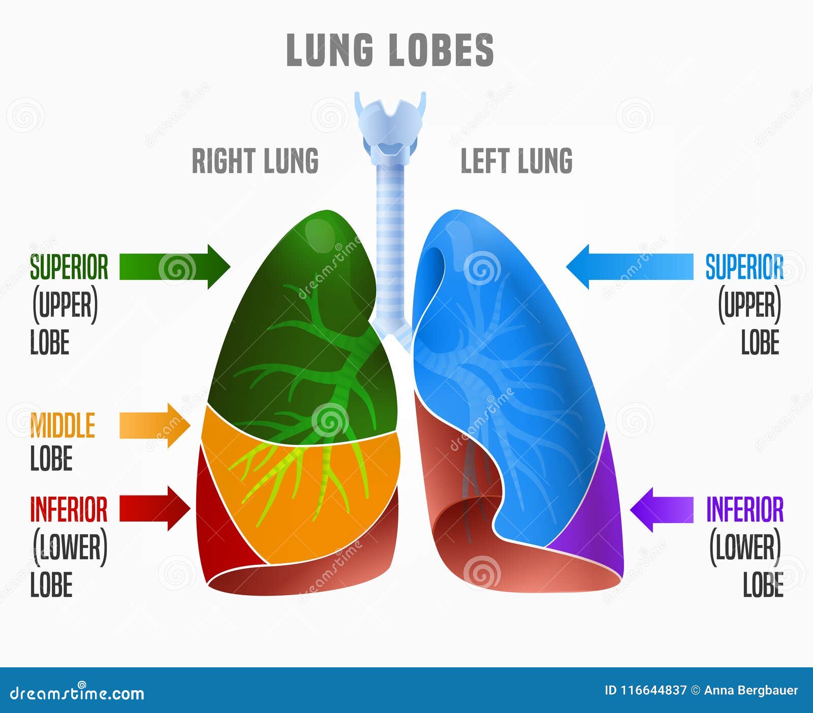 Menselijke Infographic Longen Vector Illustratie - Illustration of kwab ...