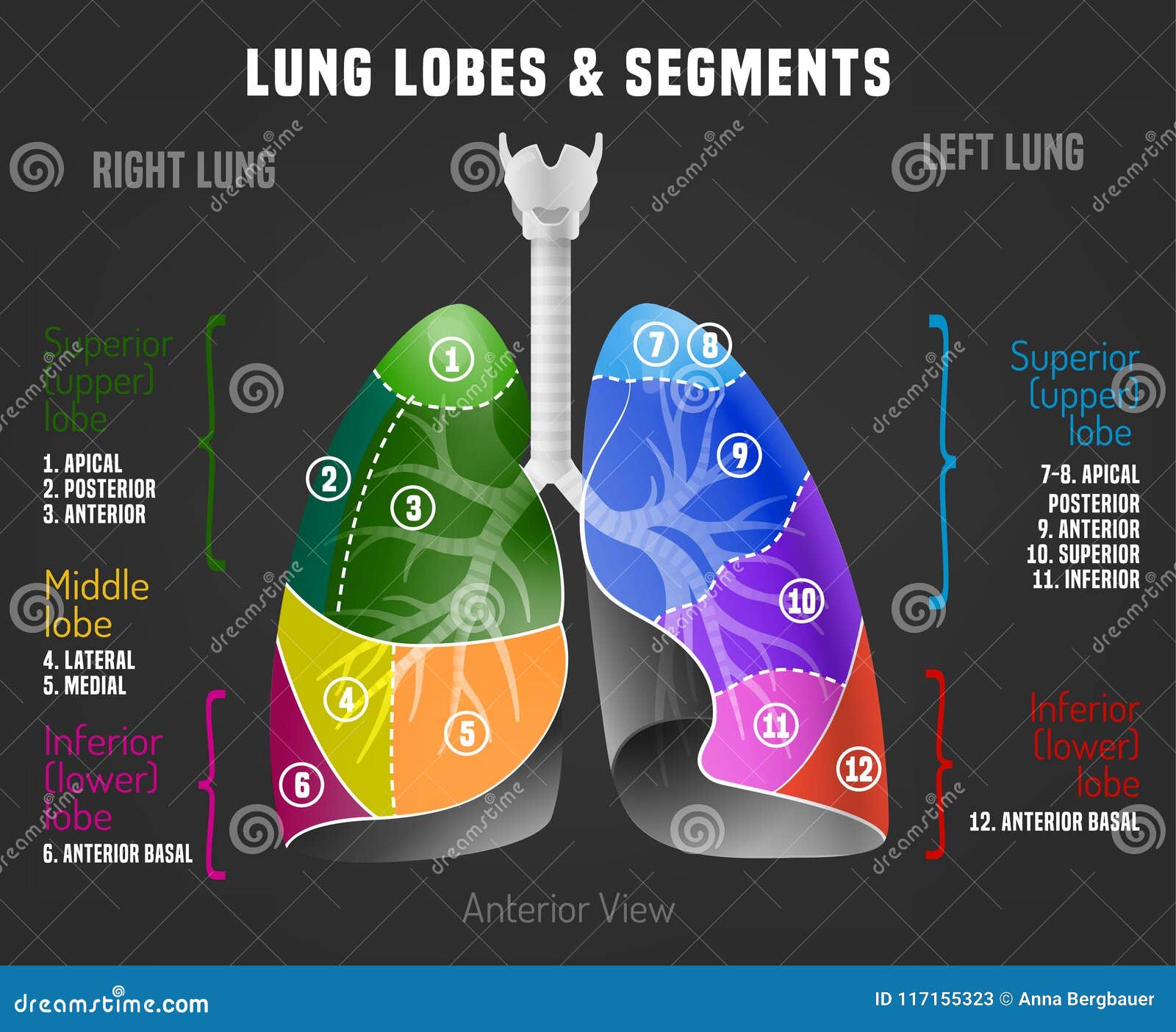 Menselijke Infographic Longen Vector Illustratie - Illustration of ...