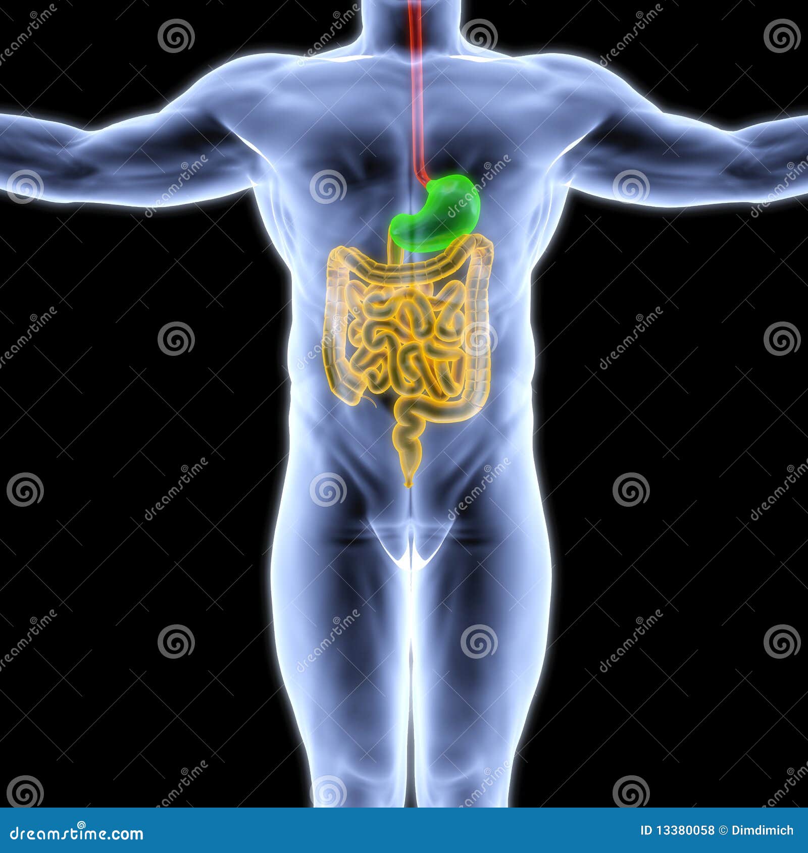 Menselijke ingewanden stock illustratie. Illustration of grafiek - 13380058
