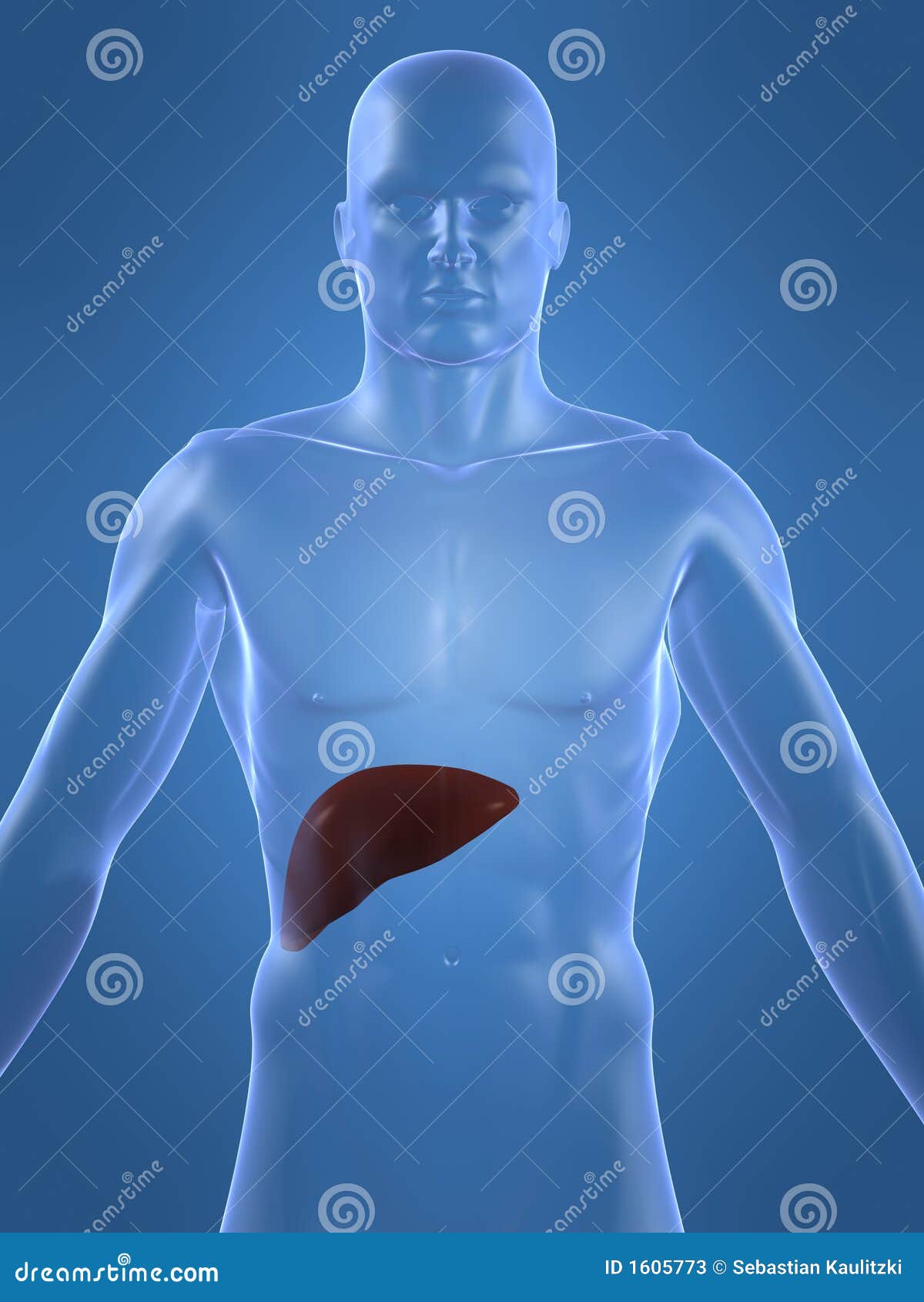 Menselijke lever stock illustratie. Illustration of lever - 1605773