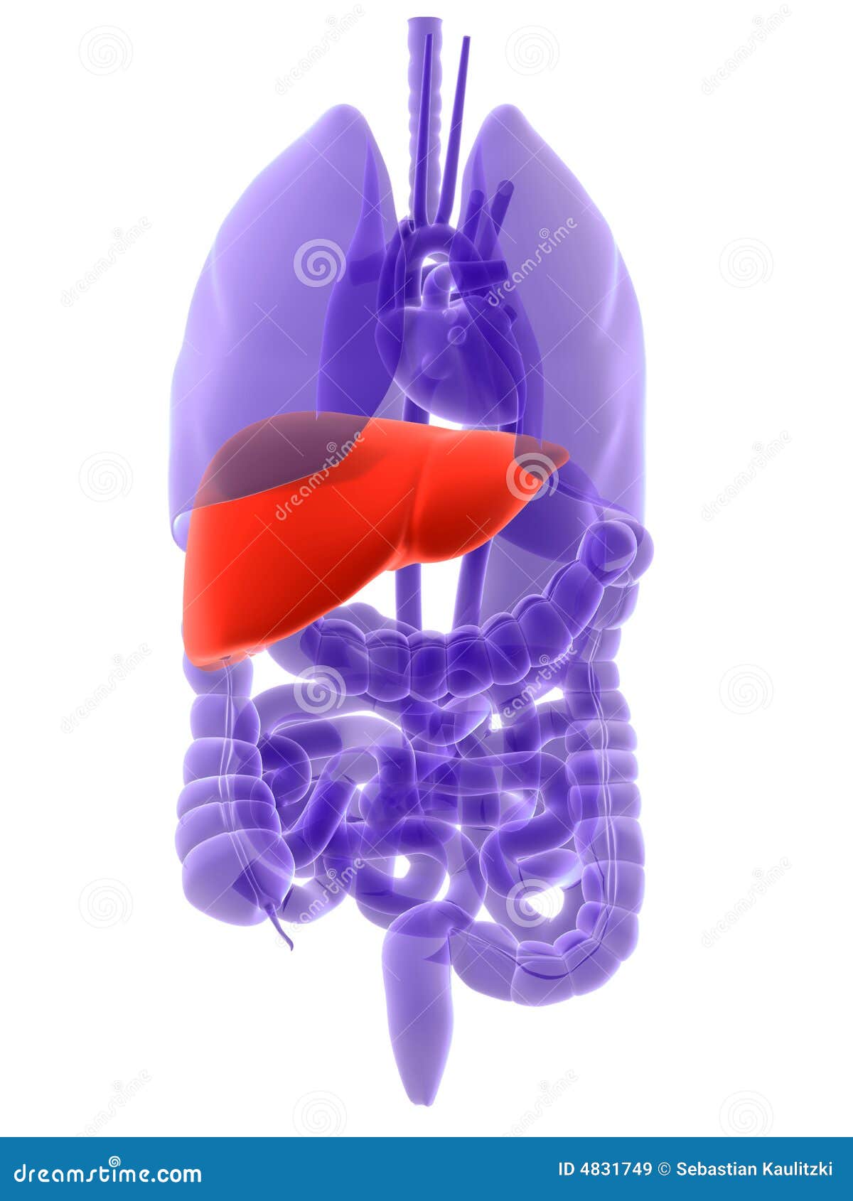 Menselijke lever stock illustratie. Illustration of anatomisch - 4831749