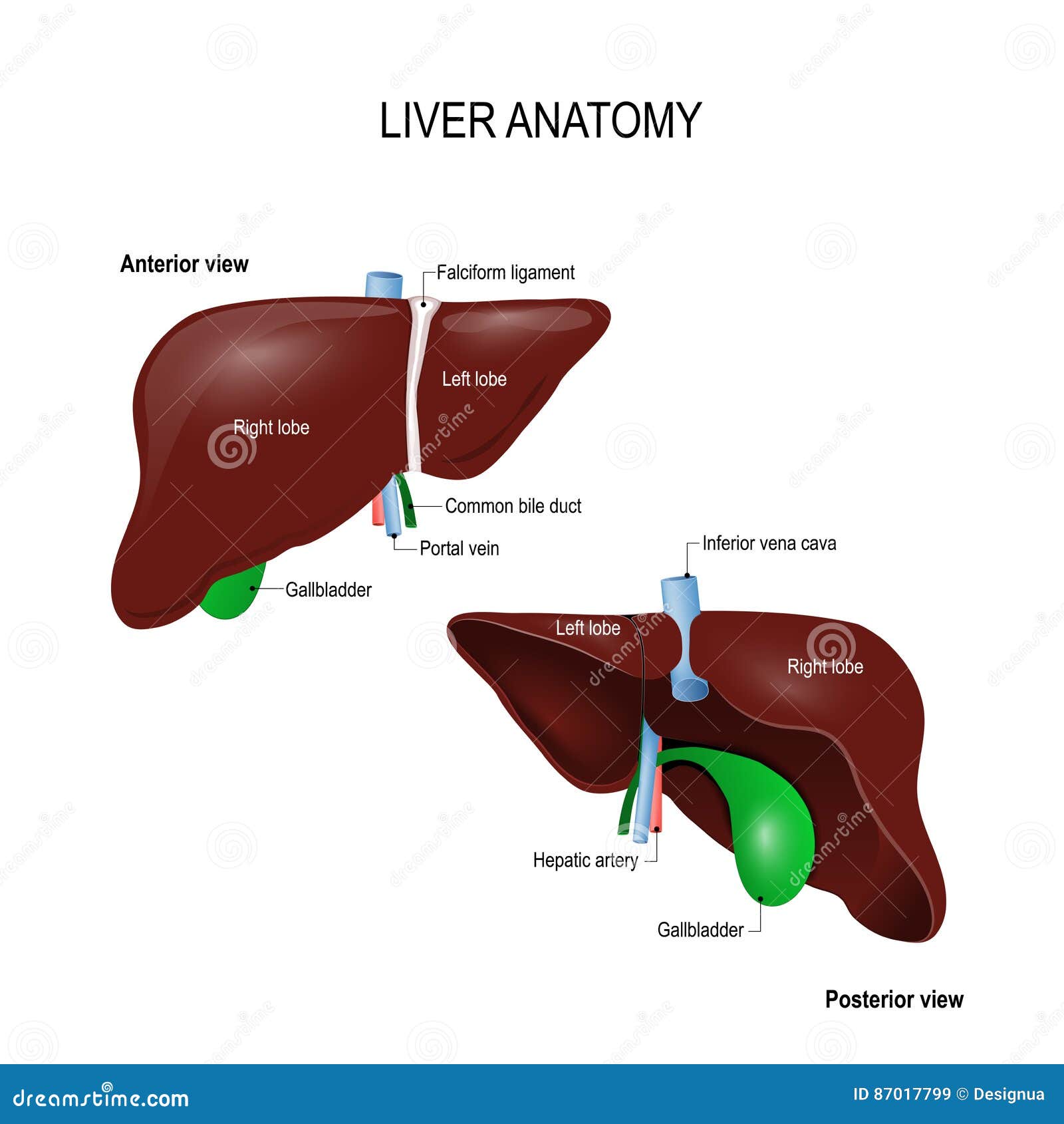 Menselijke Leveranatomie vector illustratie. Illustration of kwabben ...