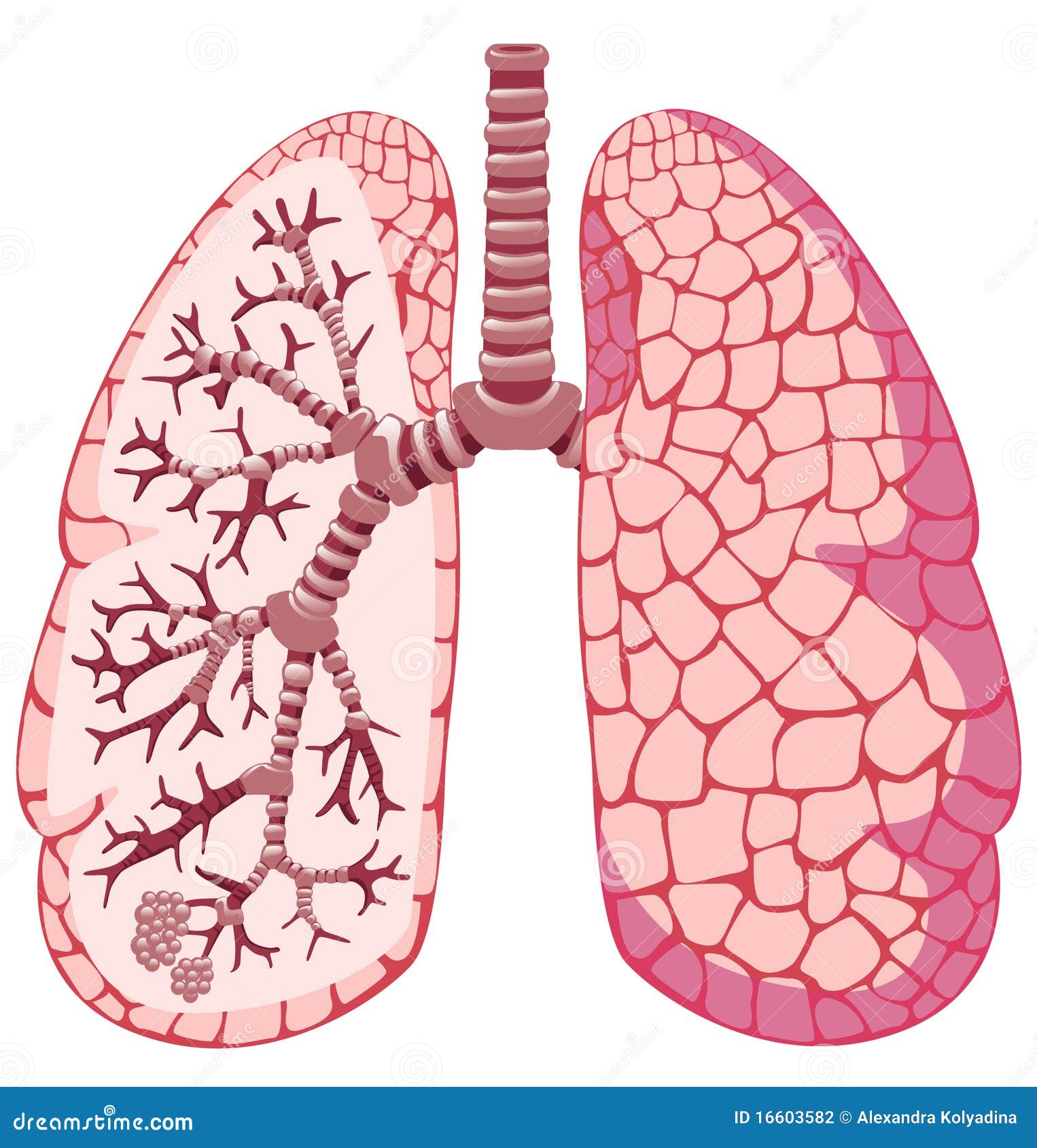 Menselijke longen vector illustratie. Illustration of anatomie - 16603582