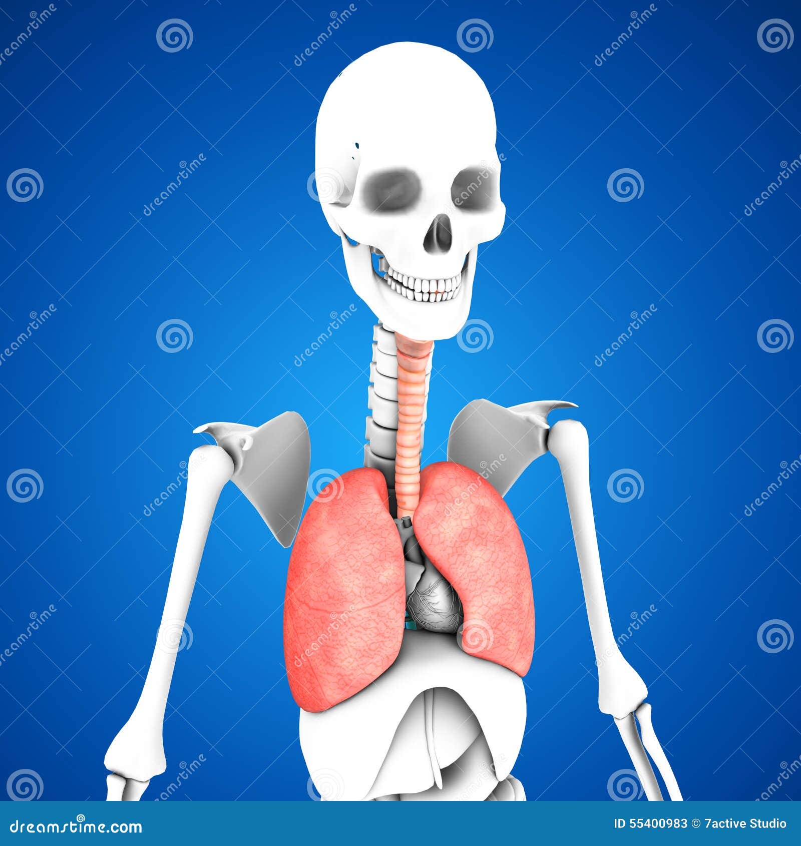 Menselijke Longen stock illustratie. Illustration of anatomisch - 55400983