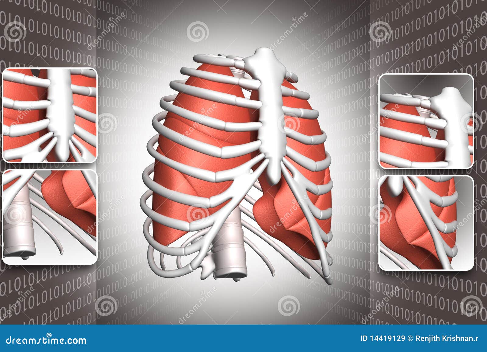 Menselijke longen en rib stock illustratie. Illustration of menselijk ...