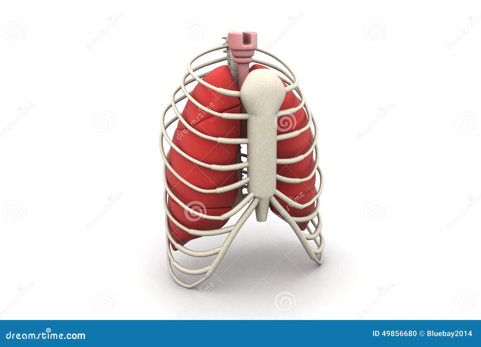 Menselijke longen en rib stock illustratie. Illustration of osteoporose ...