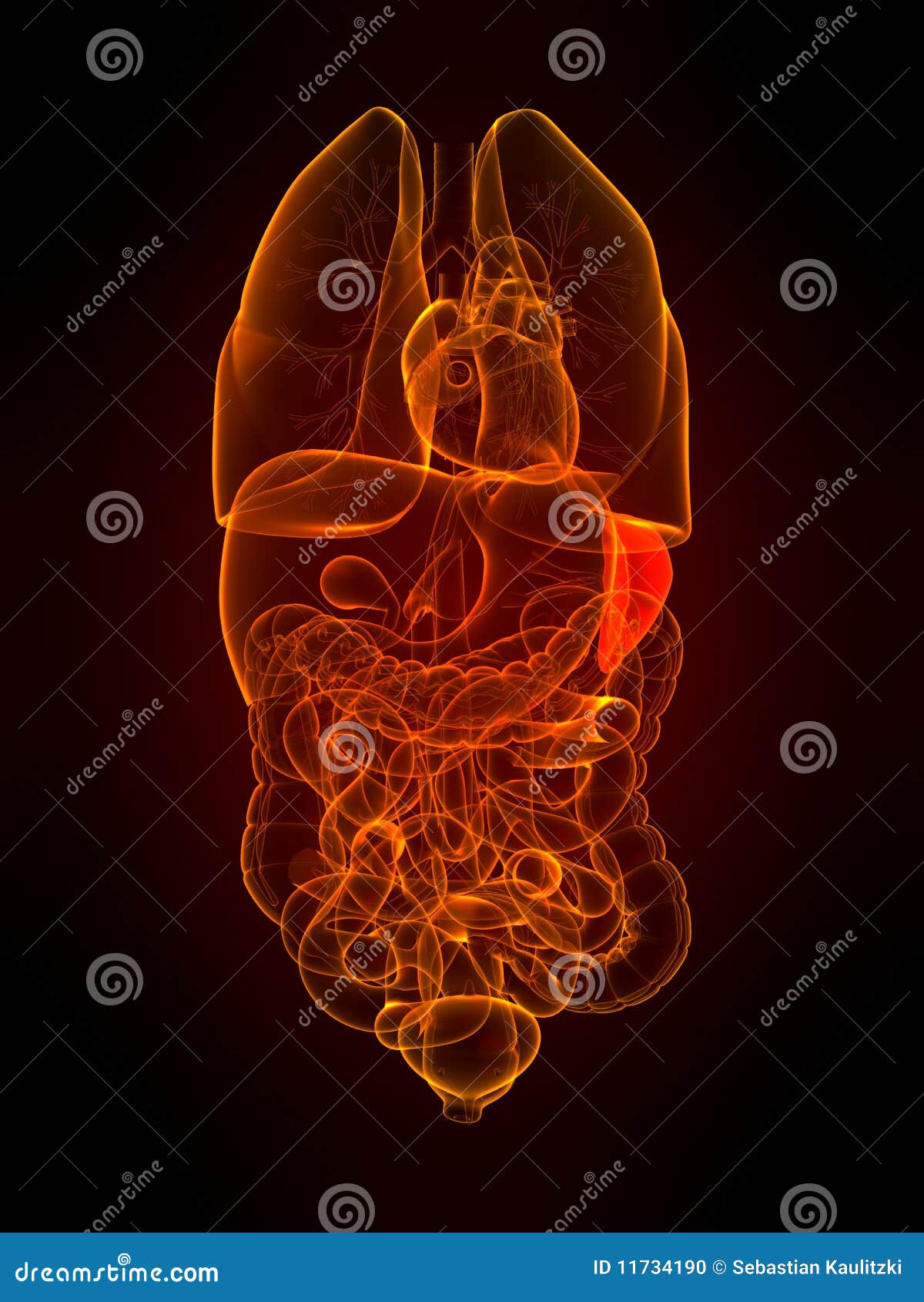 Menselijke milt stock illustratie. Illustration of dubbelpunt - 11734190