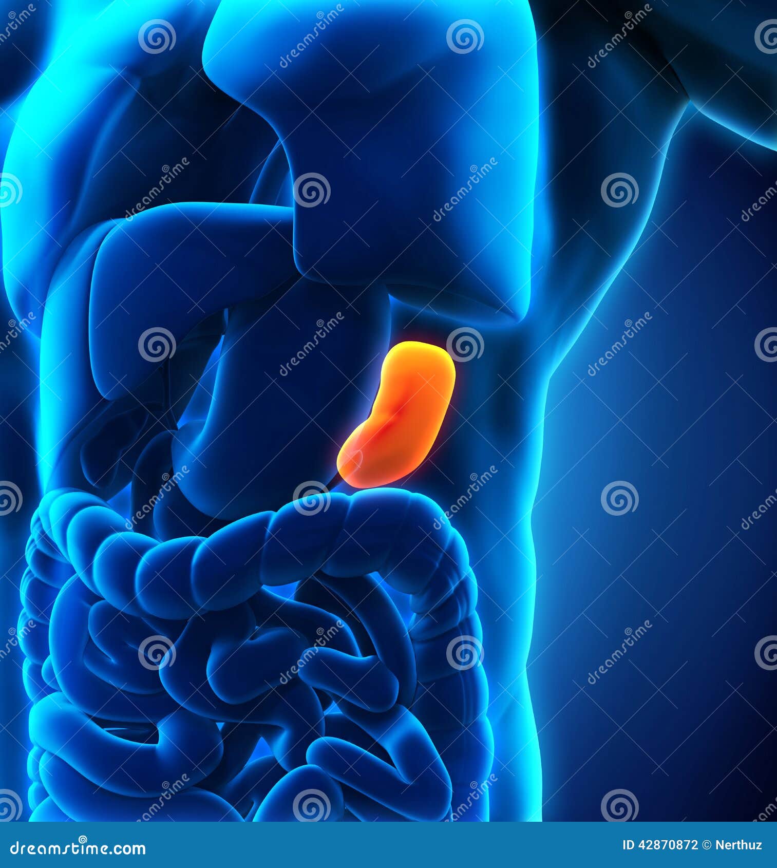 Menselijke milt stock illustratie. Illustration of fysiologie - 42870872