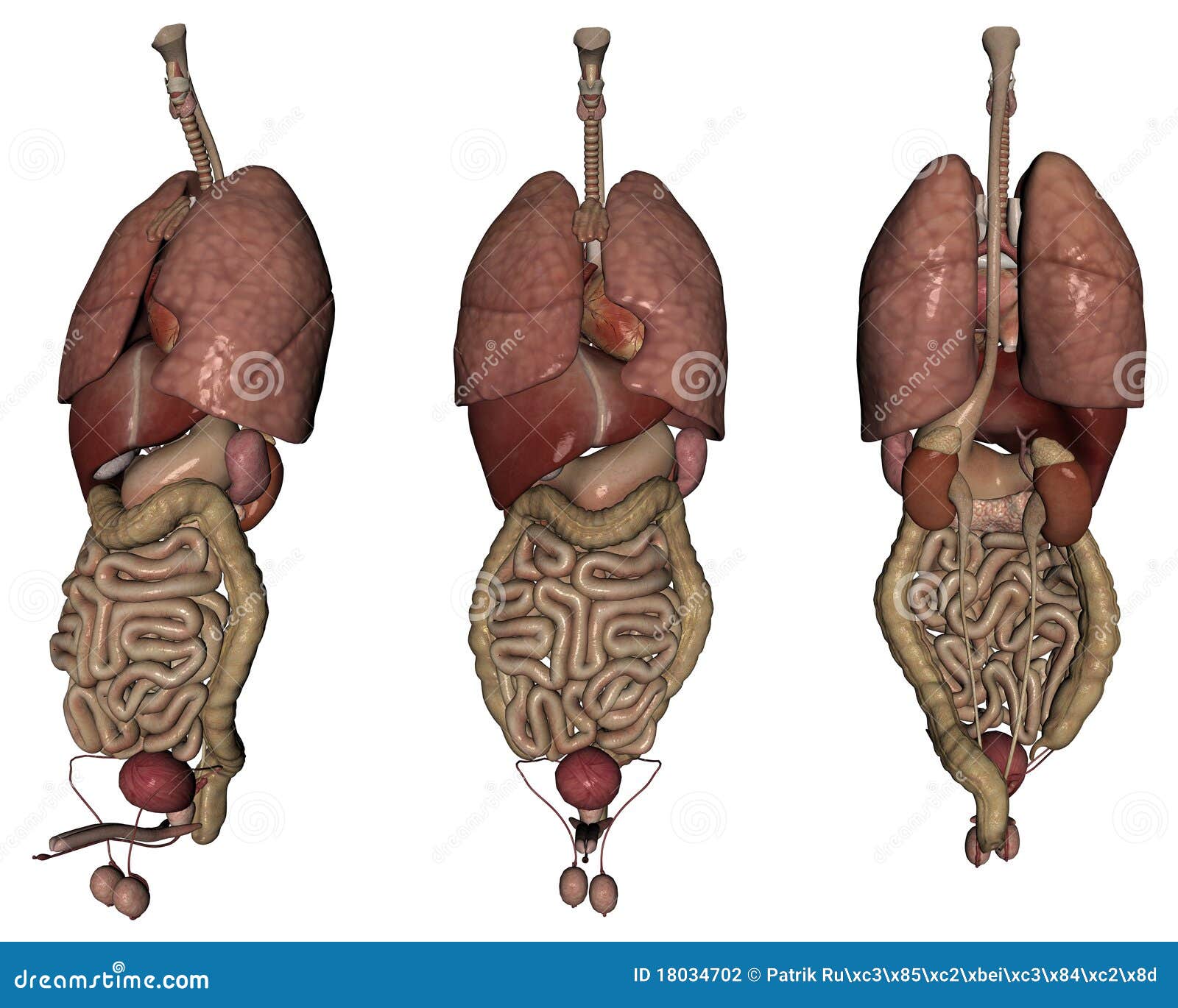 Menselijke organen stock illustratie. Illustration of orgaan - 18034702