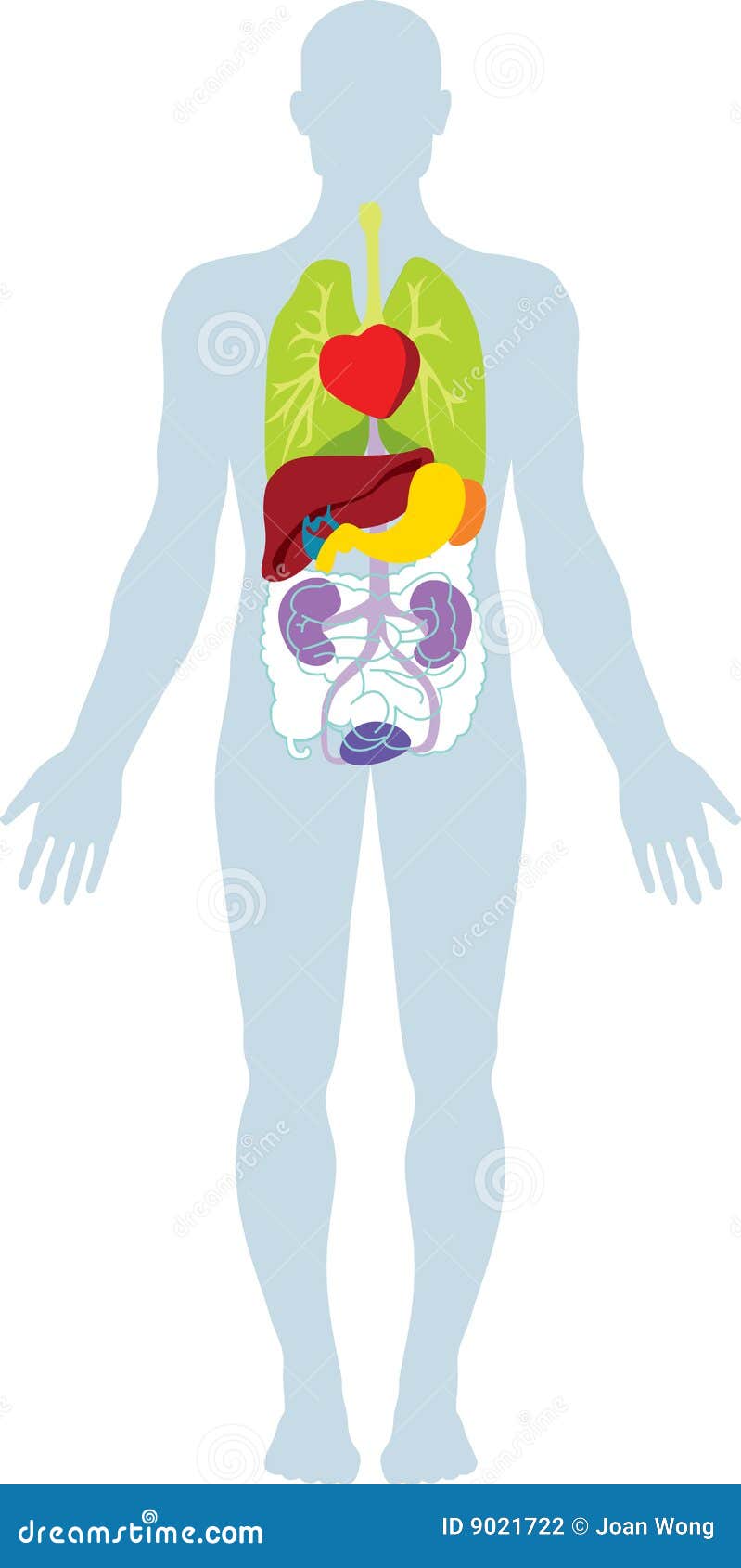 Menselijke organen stock illustratie. Illustration of anatomisch - 9021722