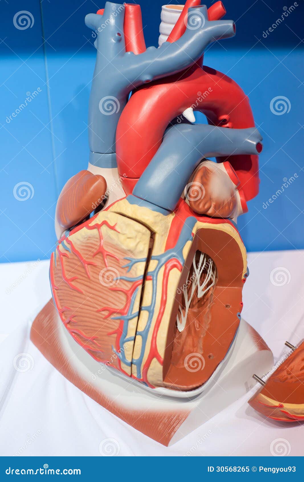 Menselijke Organen, Hartmodel Stock Afbeelding - Image of geneeskunde ...