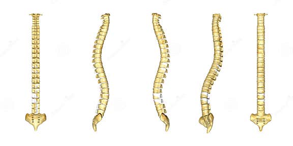 Menselijke ruggegraat stock illustratie. Illustration of ruggegraats ...