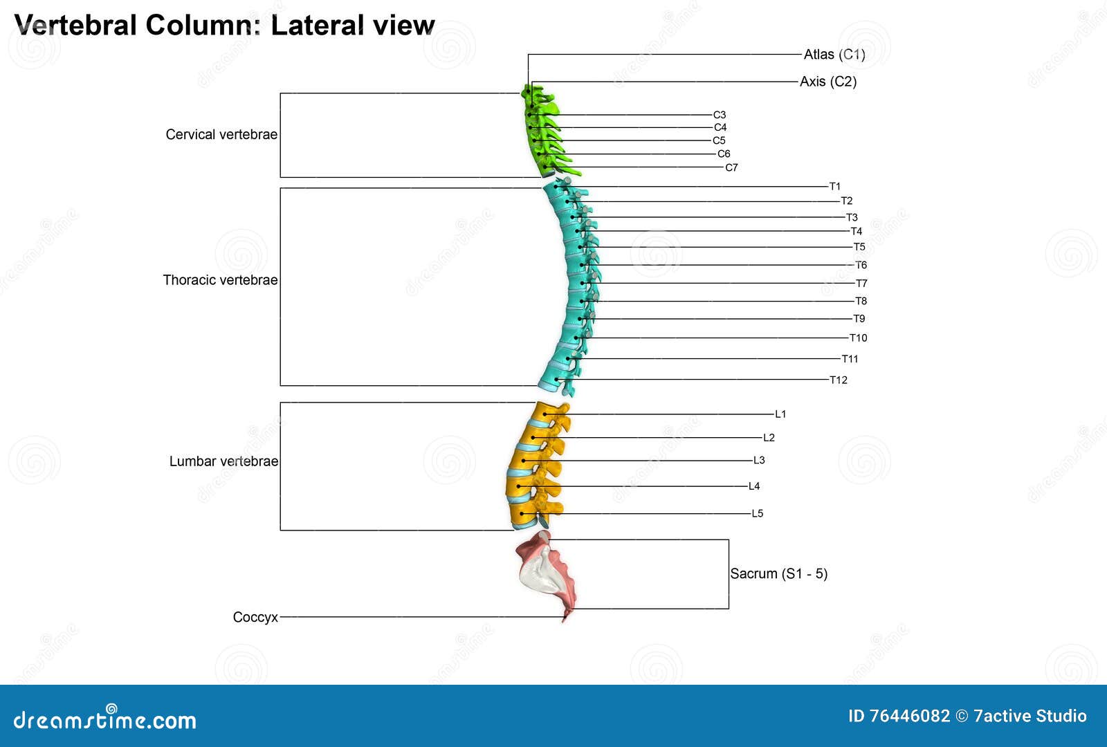 Menselijke ruggegraat stock illustratie. Illustration of lumbaal - 76446082