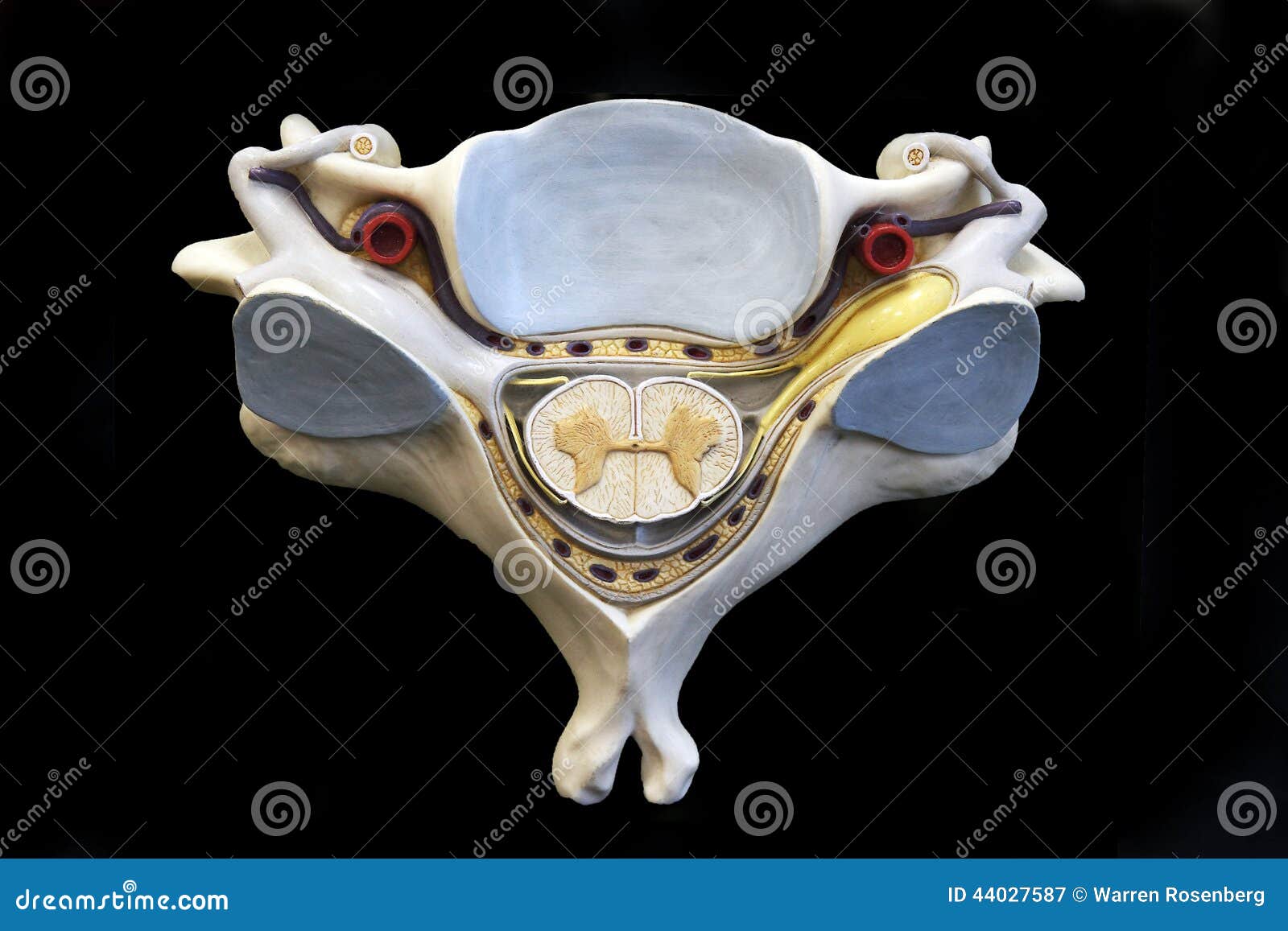 Menselijke Ruggewervel stock afbeelding. Image of kerel - 44027587