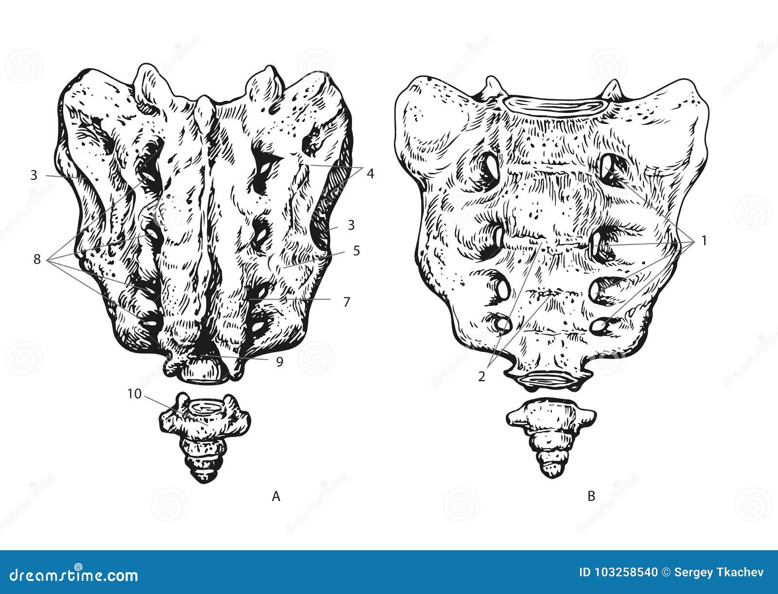 Menselijke sacrum vector illustratie. Illustration of vector - 103258540