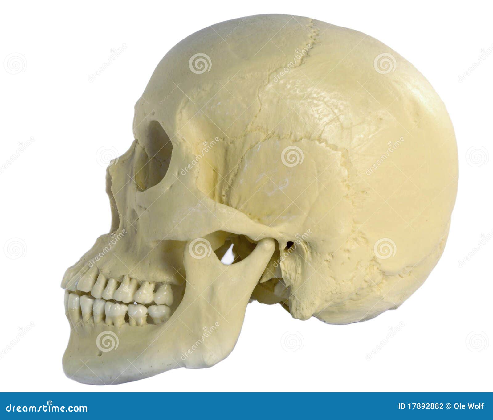 Menselijke schedel stock foto. Image of contactdoos, kaak - 17892882