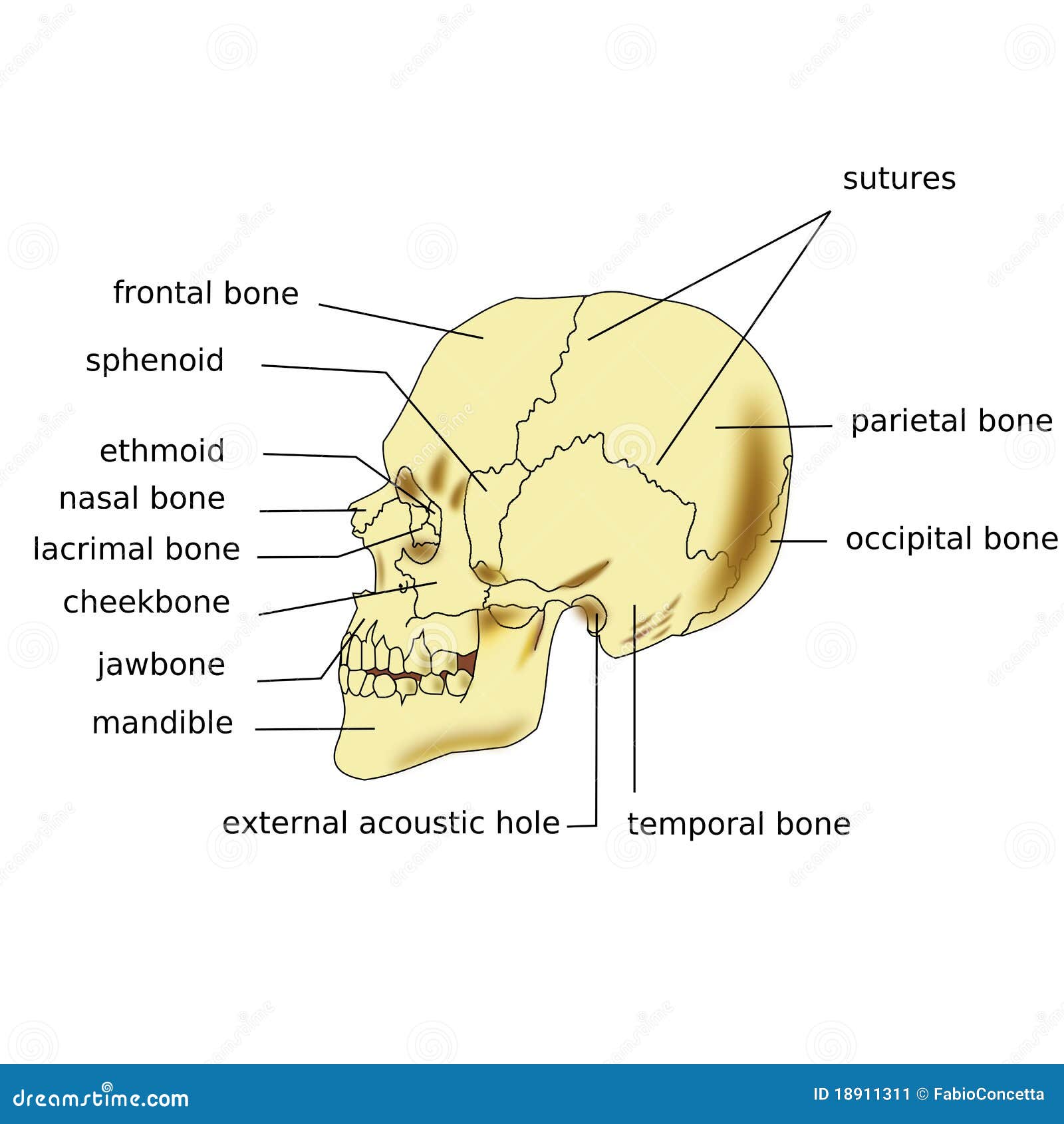 Menselijke schedel stock illustratie. Illustration of biologie - 18911311