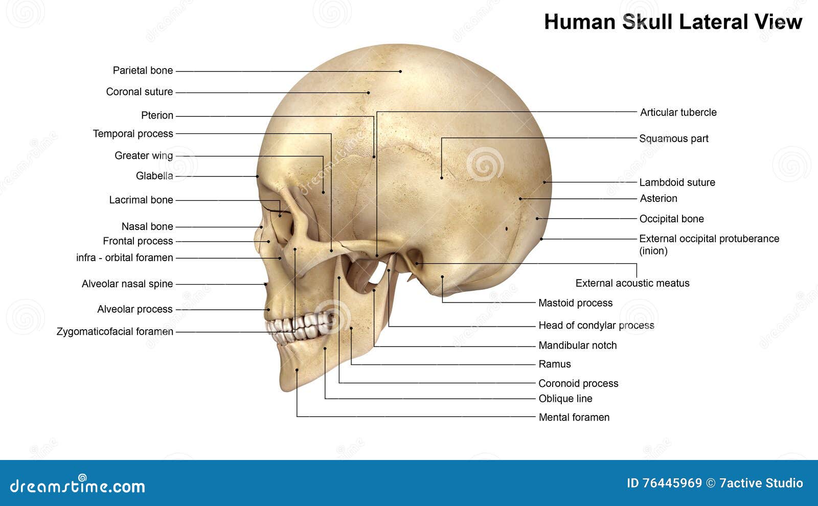 Menselijke Schedel Zijmening Stock Illustratie - Illustration of wand ...