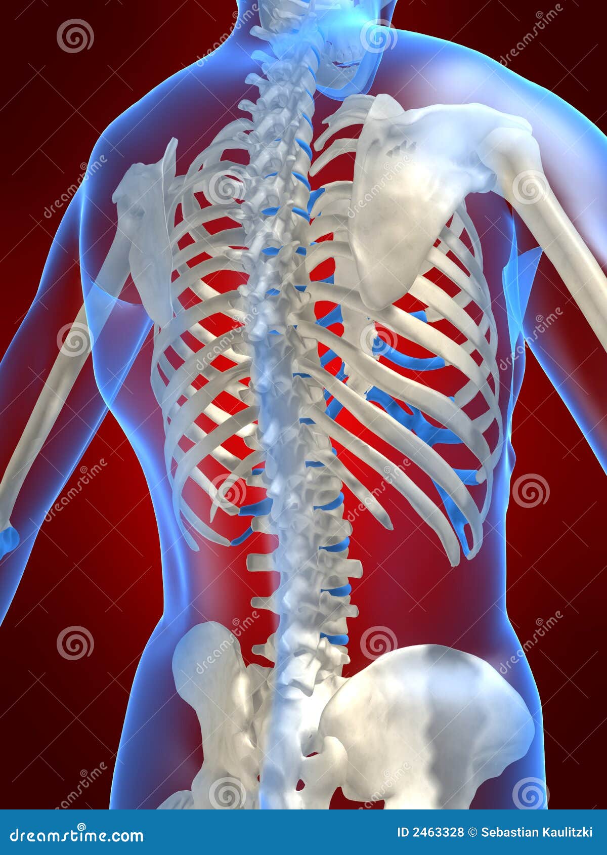 Menselijke Skeletachtige Rug Stock Illustratie - Illustration of heup ...