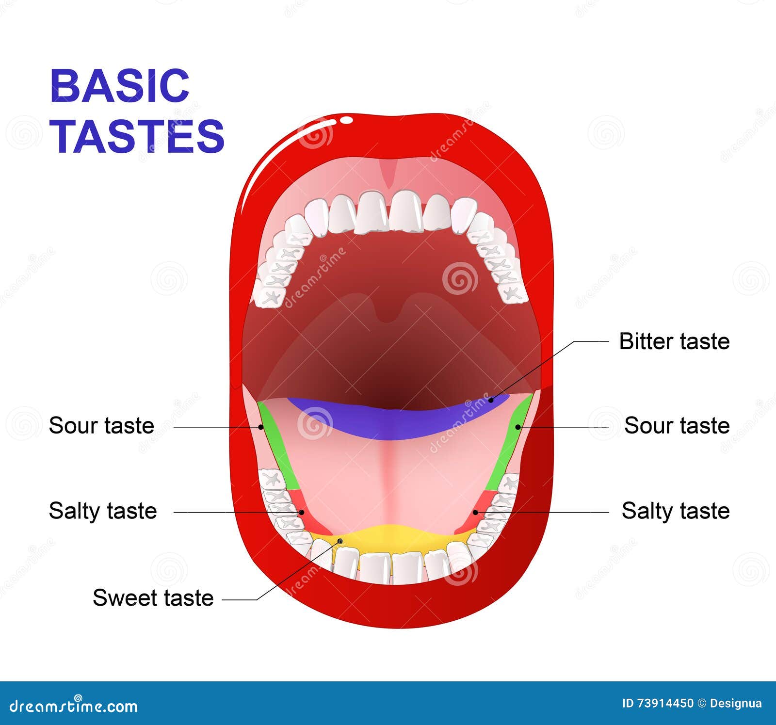 Menselijke tong vector illustratie. Illustration of localisatie - 73914450