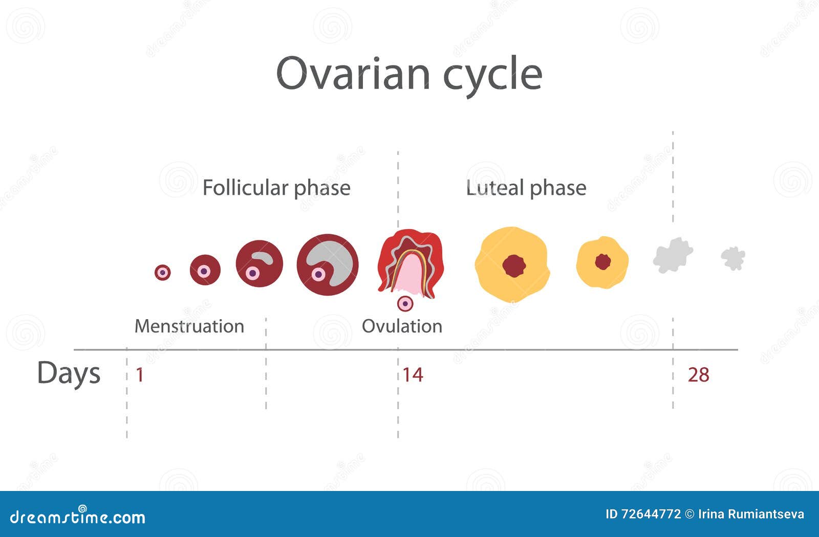 The menstrual cycle stock vector. Illustration of estrogen - 72644772