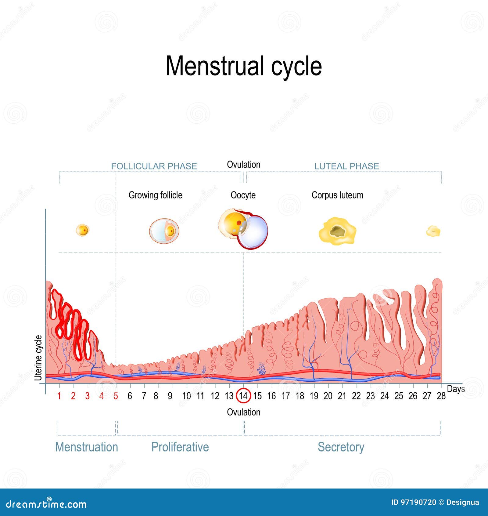Menstruele cyclus vector illustratie. Illustration of onvruchtbaarheid ...
