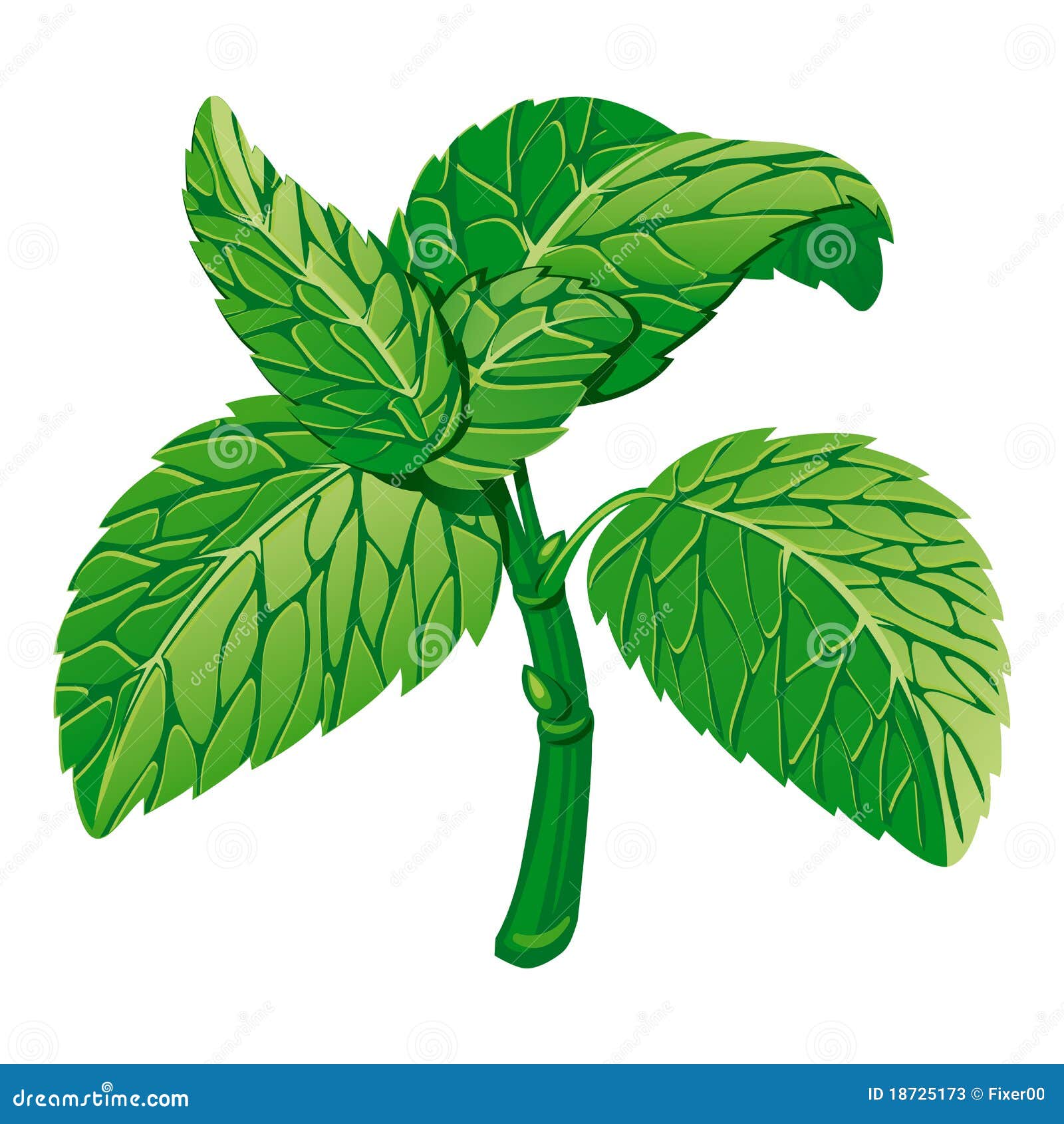 Menta ilustración del vector. Ilustración de especia - 18725173