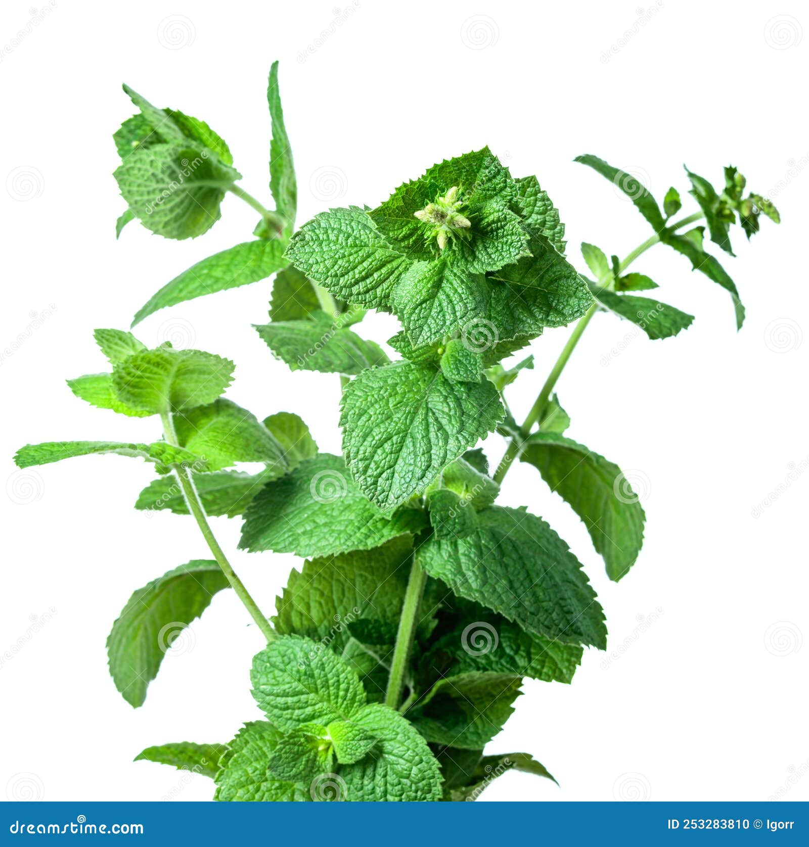 Menta Aislada En Un Fondo Blanco Foto de archivo - Imagen de crudo ...