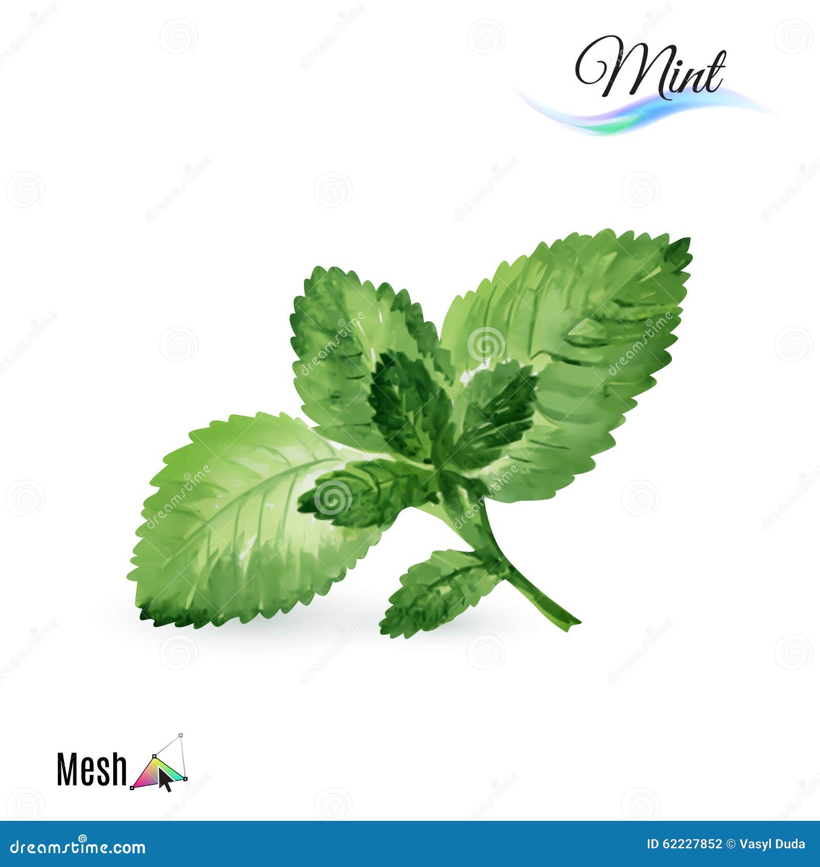 Menta de la acuarela ilustración del vector. Ilustración de menta ...