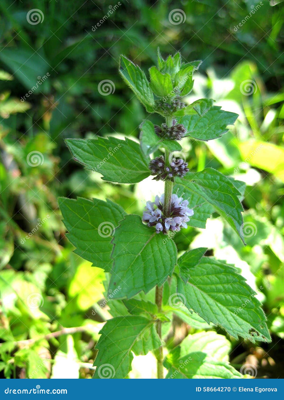 Menta De La Flor En La Hierba Verde Foto de archivo - Imagen de cosecha ...