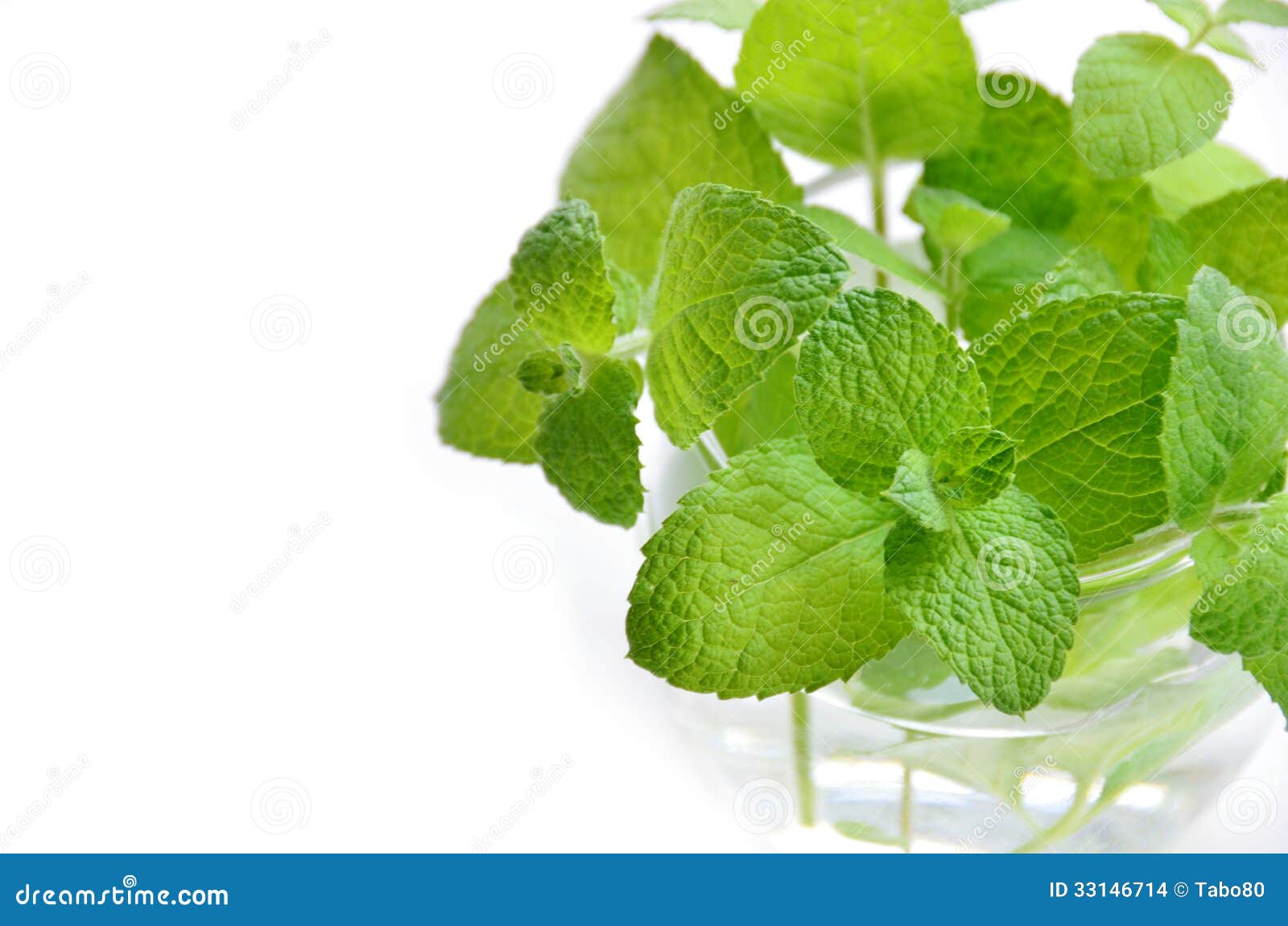 Menta en el fondo blanco foto de archivo. Imagen de hoja - 33146714